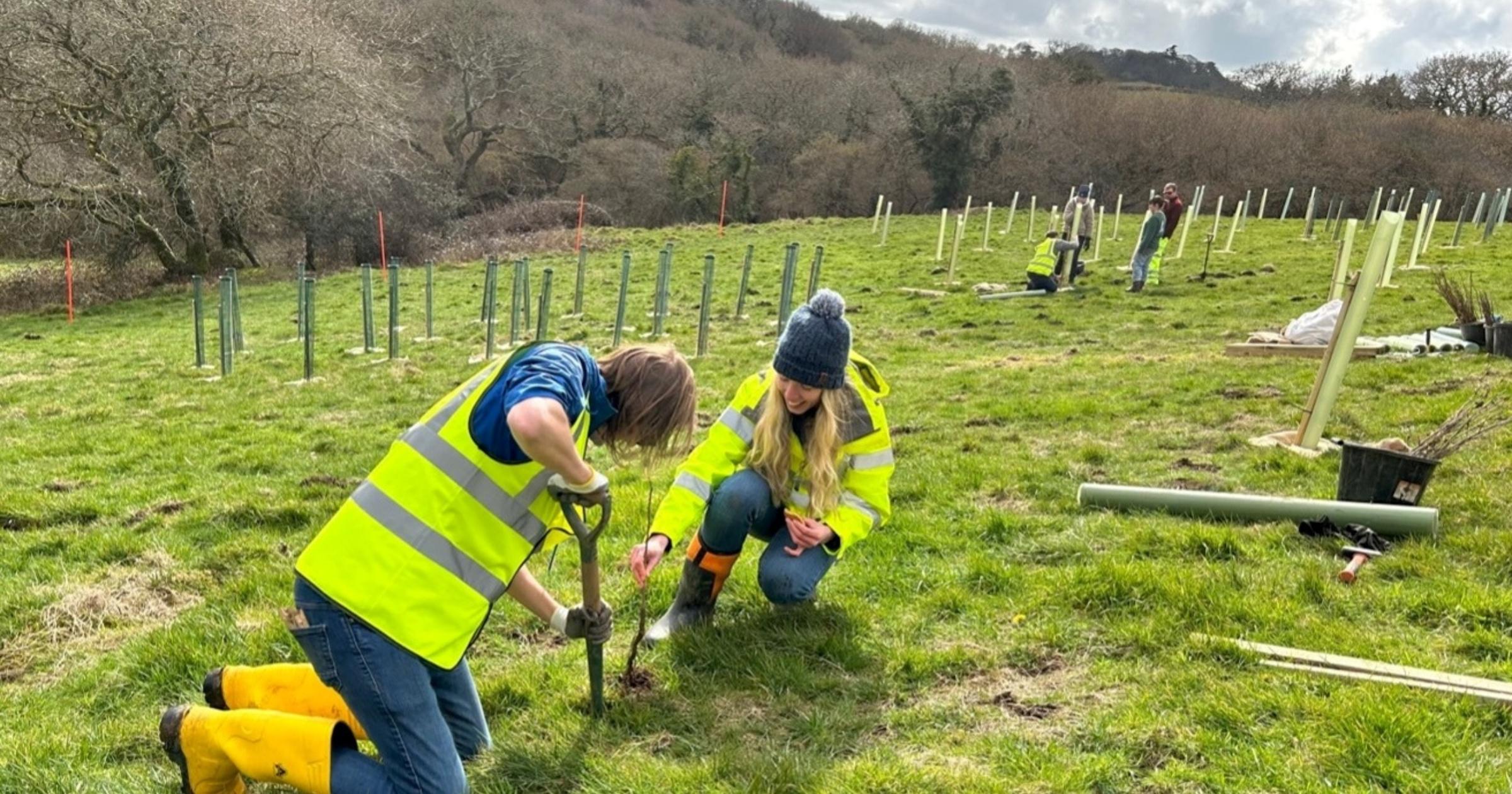 Tree planting partnership to restore Cornish woodlands