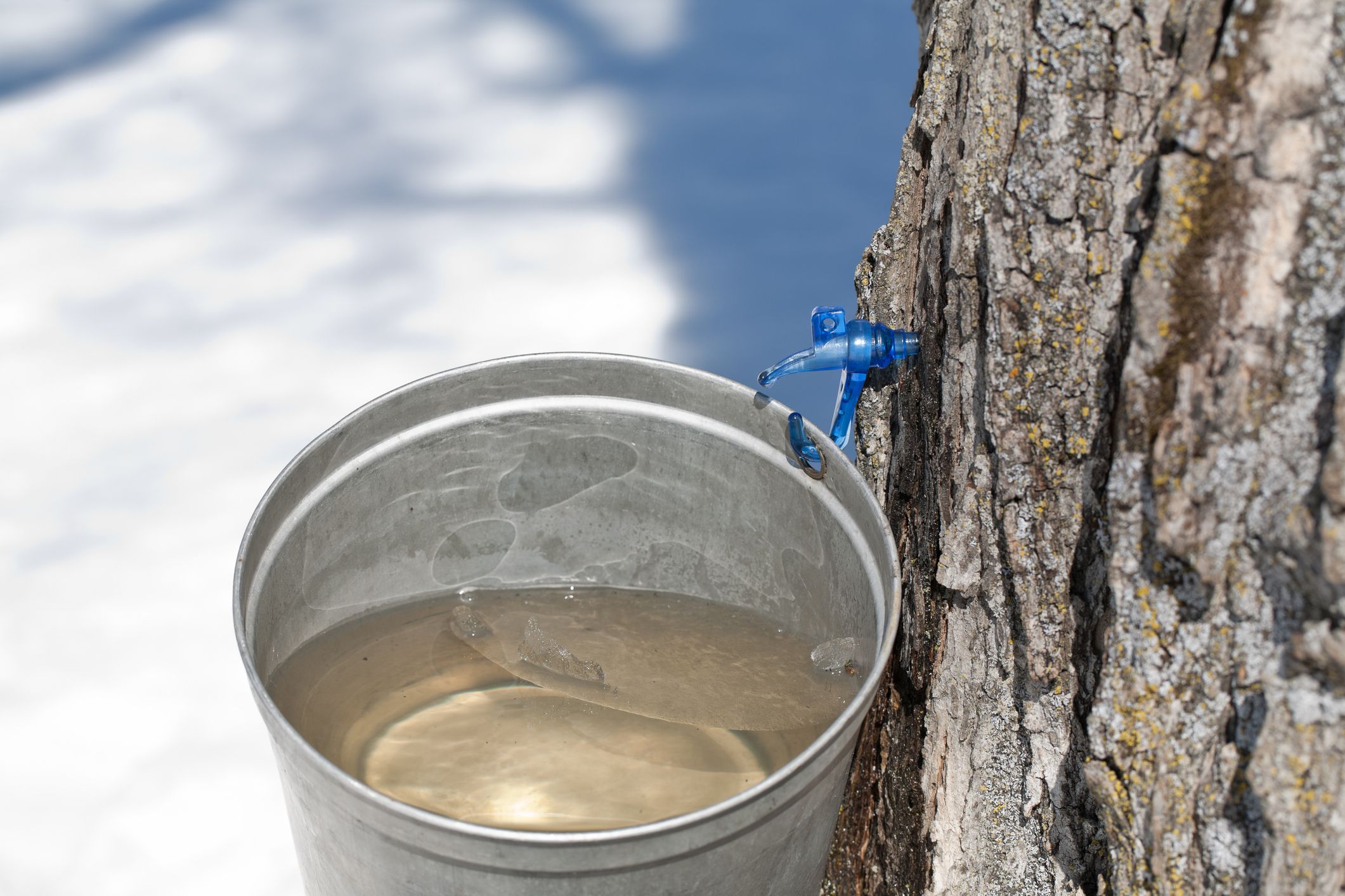 When Michigan Gets Sweet: A Guide to Maple Syrup Season and Festivals ...