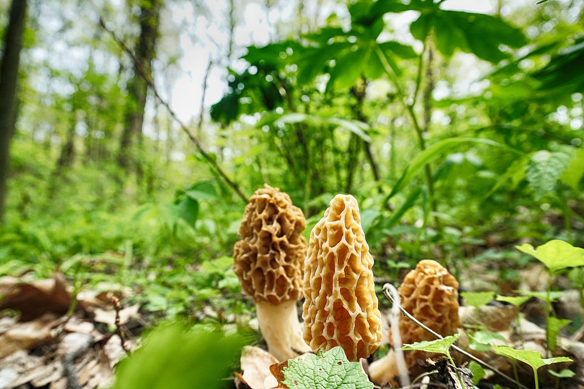 Biggest County Fairs in Michigan