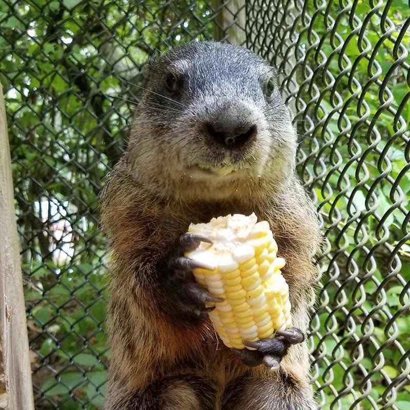 Get to Know Michigan’s Woody the Woodchuck Ahead of Groundhog Day