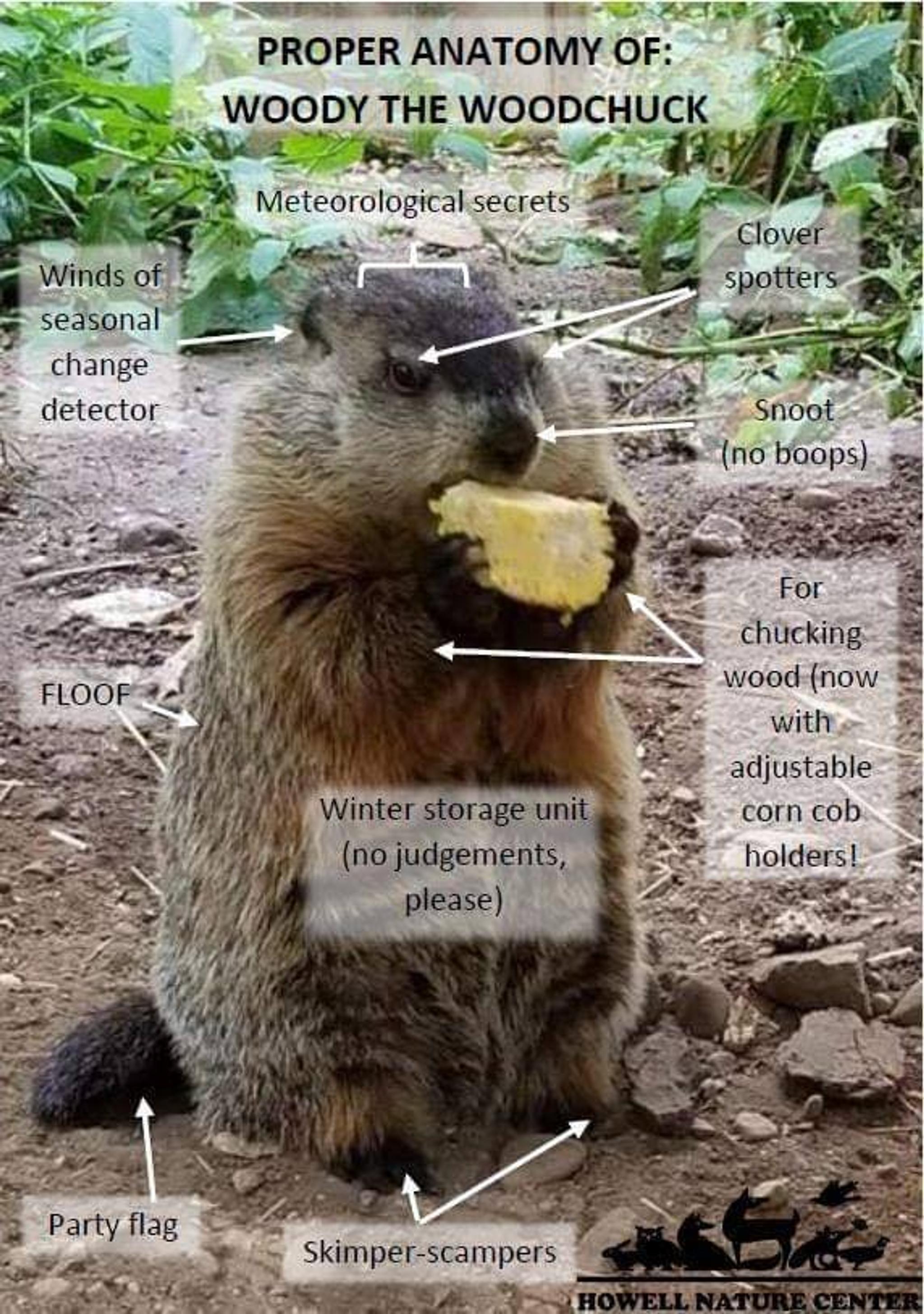 Get to Know Michigan’s Woody the Woodchuck Ahead of Groundhog Day