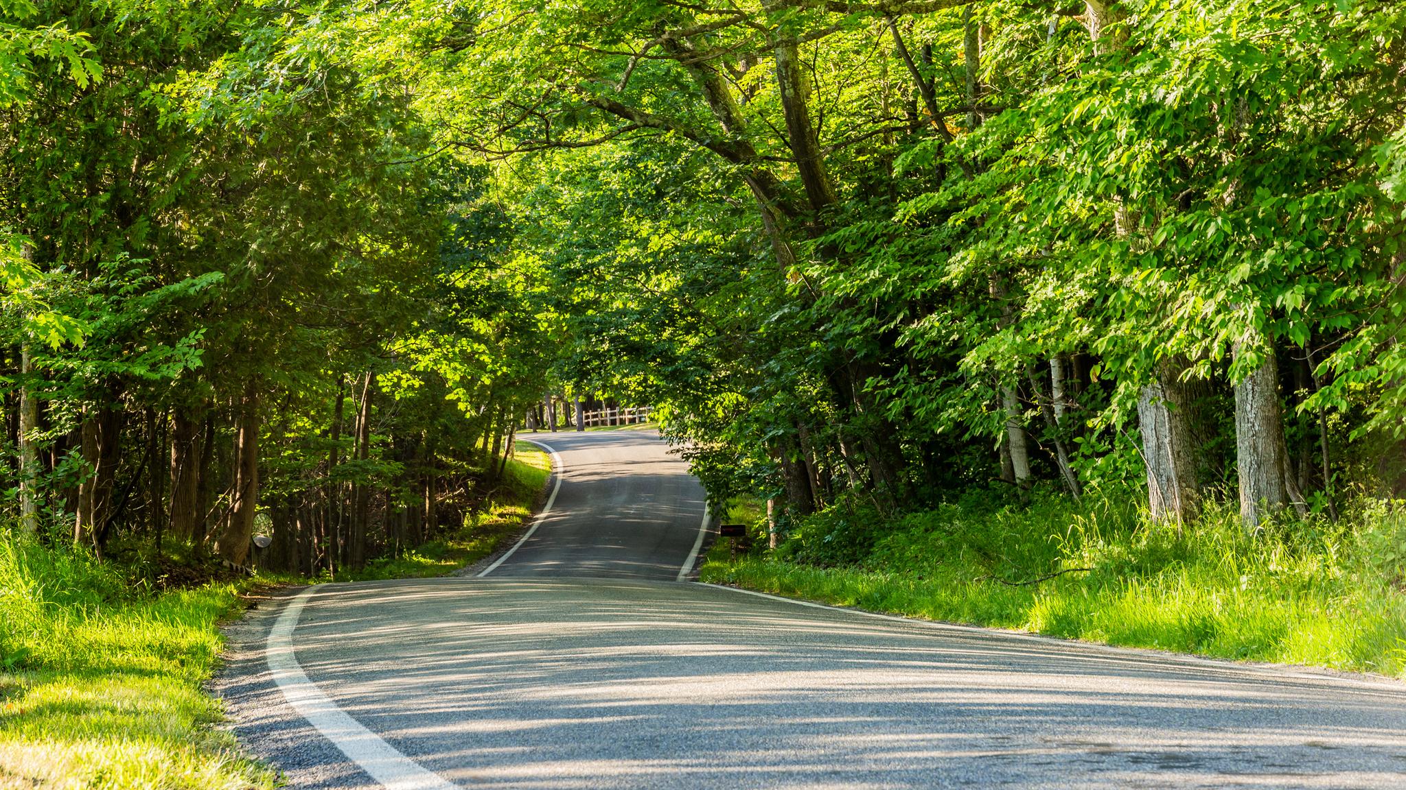Michigan Bucket List: Tunnel of Trees Michigan