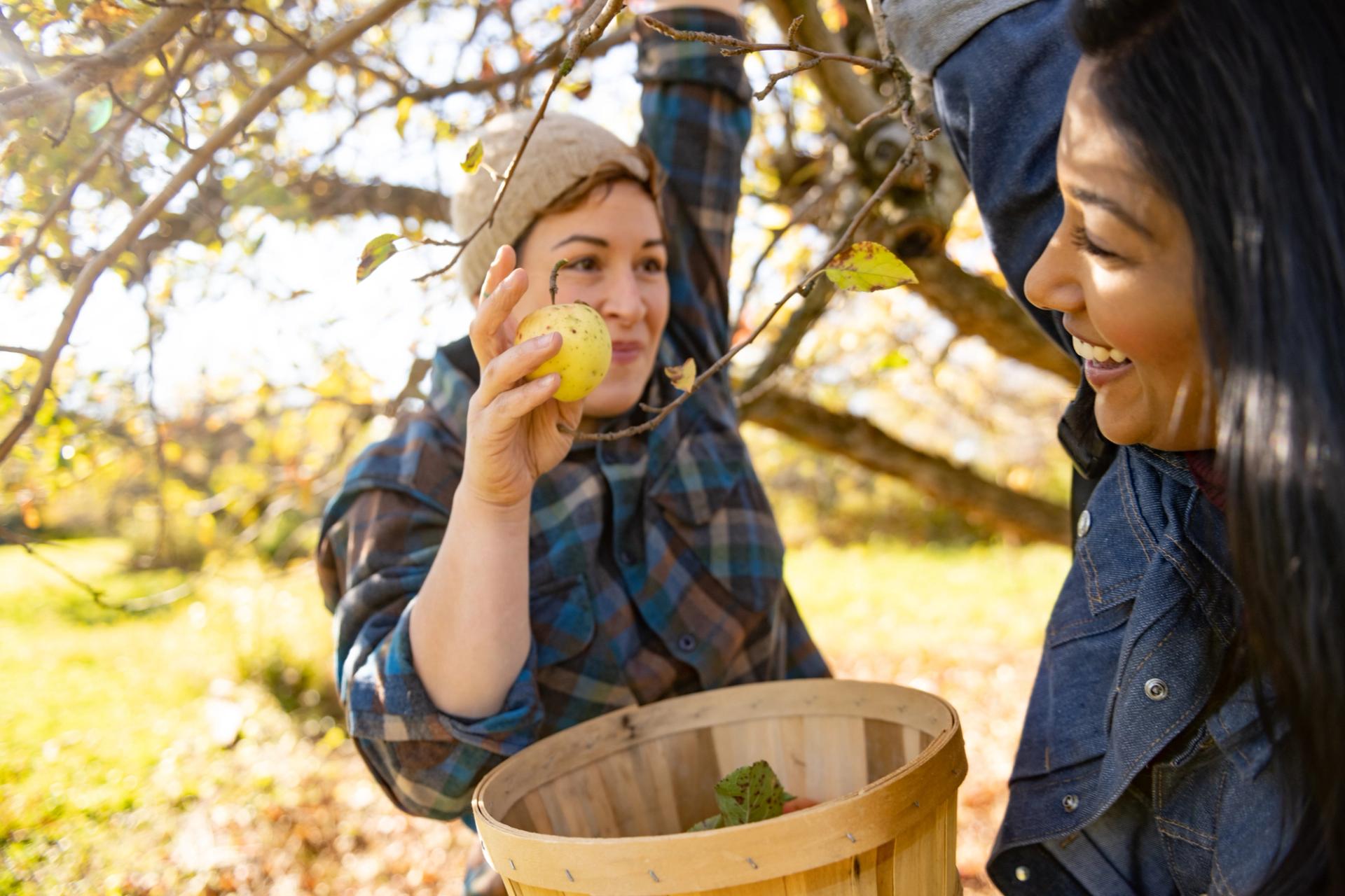 Michigan Bucket List: Michigan Cider Mills