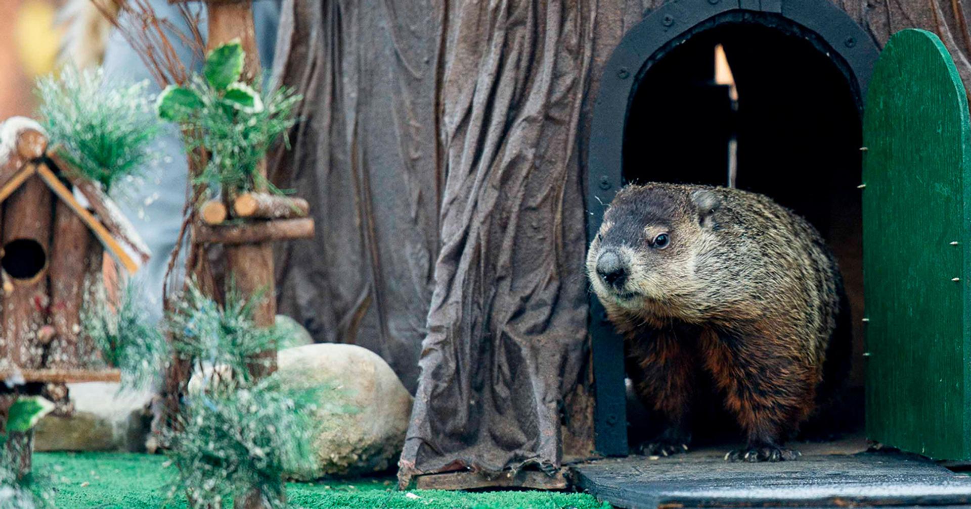 Get to Know Michigan’s Woody the Woodchuck Ahead of Groundhog Day
