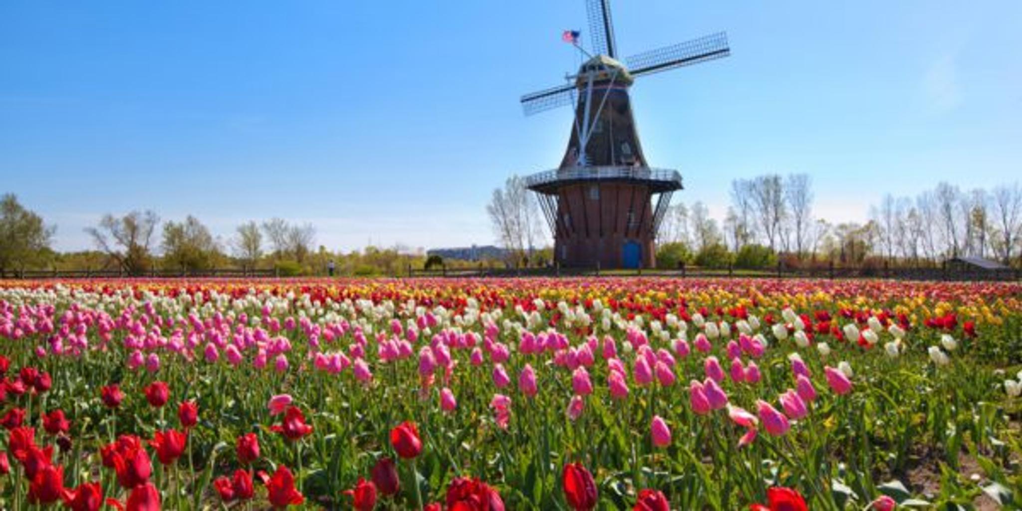 Michigan Spring Bucket List: Best Spots to See Holland’s Famous Tulips