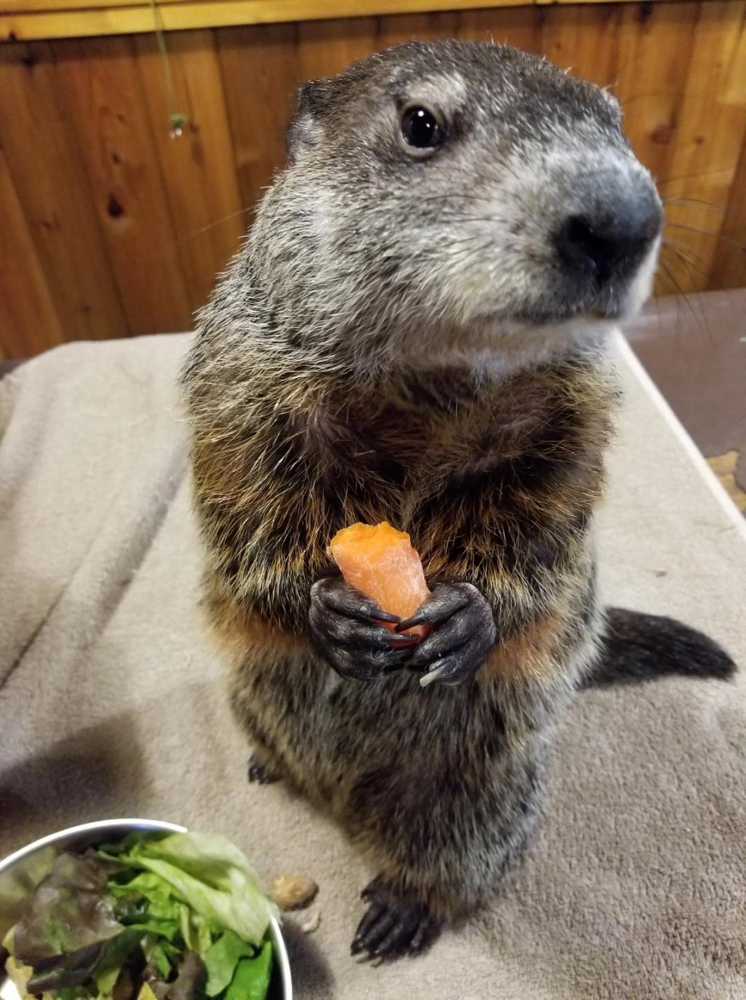 Get to Know Michigan’s Woody the Woodchuck Ahead of Groundhog Day