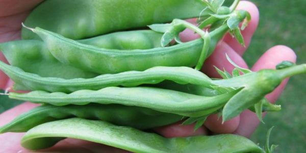 The Month-by-Month Guide for When to Eat Michigan Produce