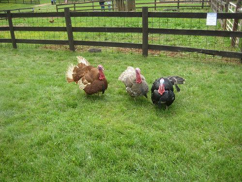 Get Your Tail Feather to a Local Turkey Farm This Holiday Season