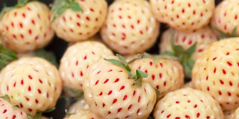Everything You Need to Know About White Strawberries