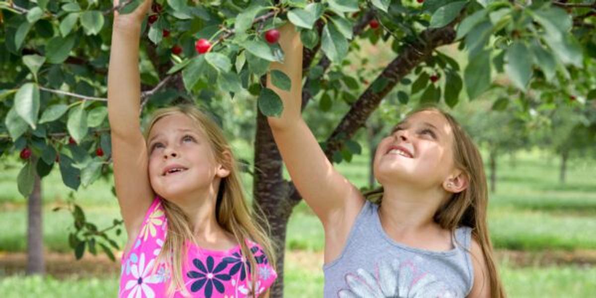 Michigan Bucket List: U-Pick Cherry Farms