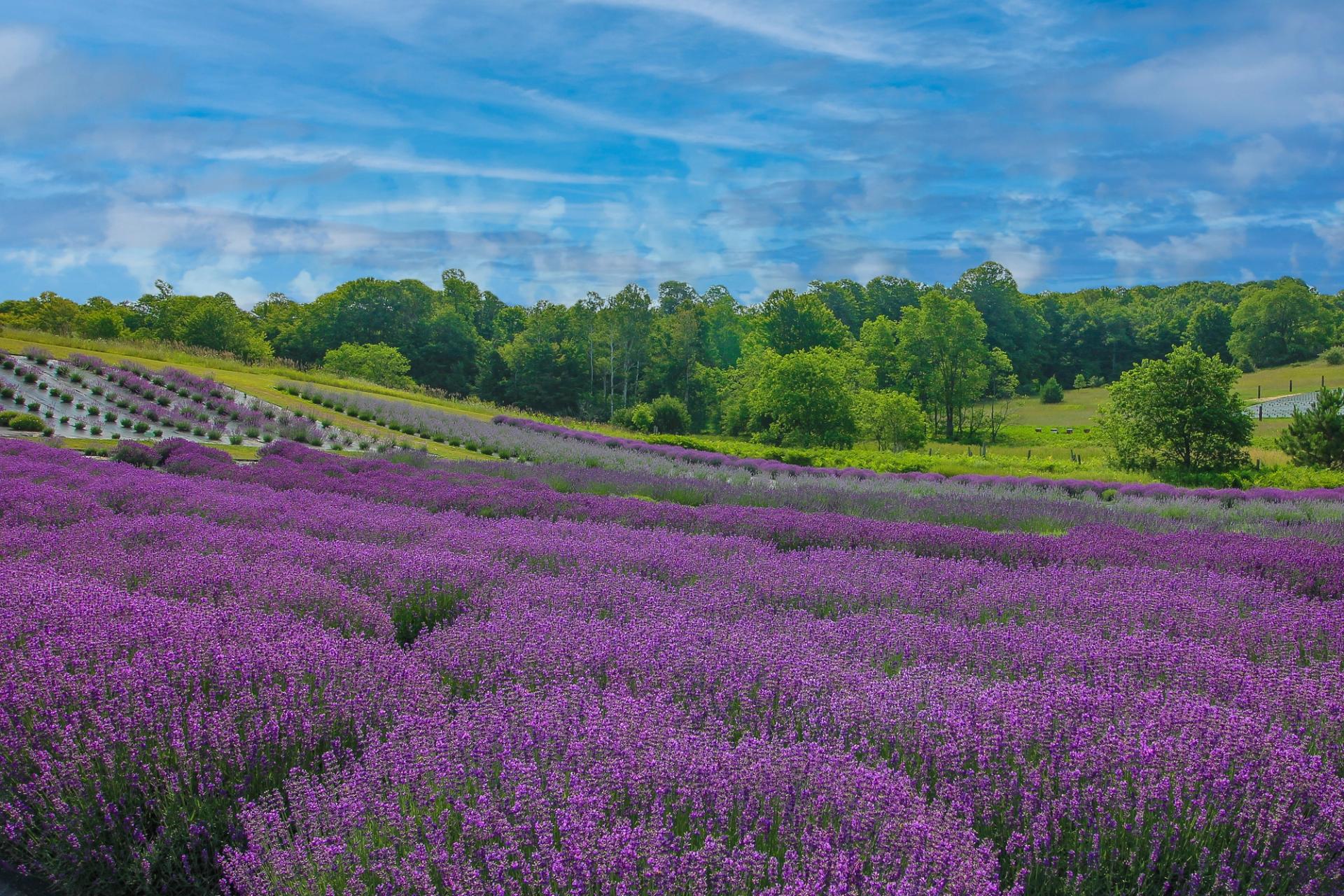Michigan Bucket List: Must Visit Lavender Festivals in Michigan