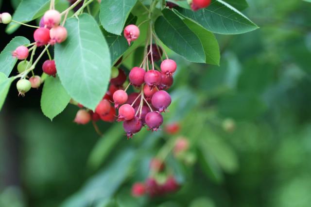 What to Know About Michigan’s Native Serviceberry Shrub