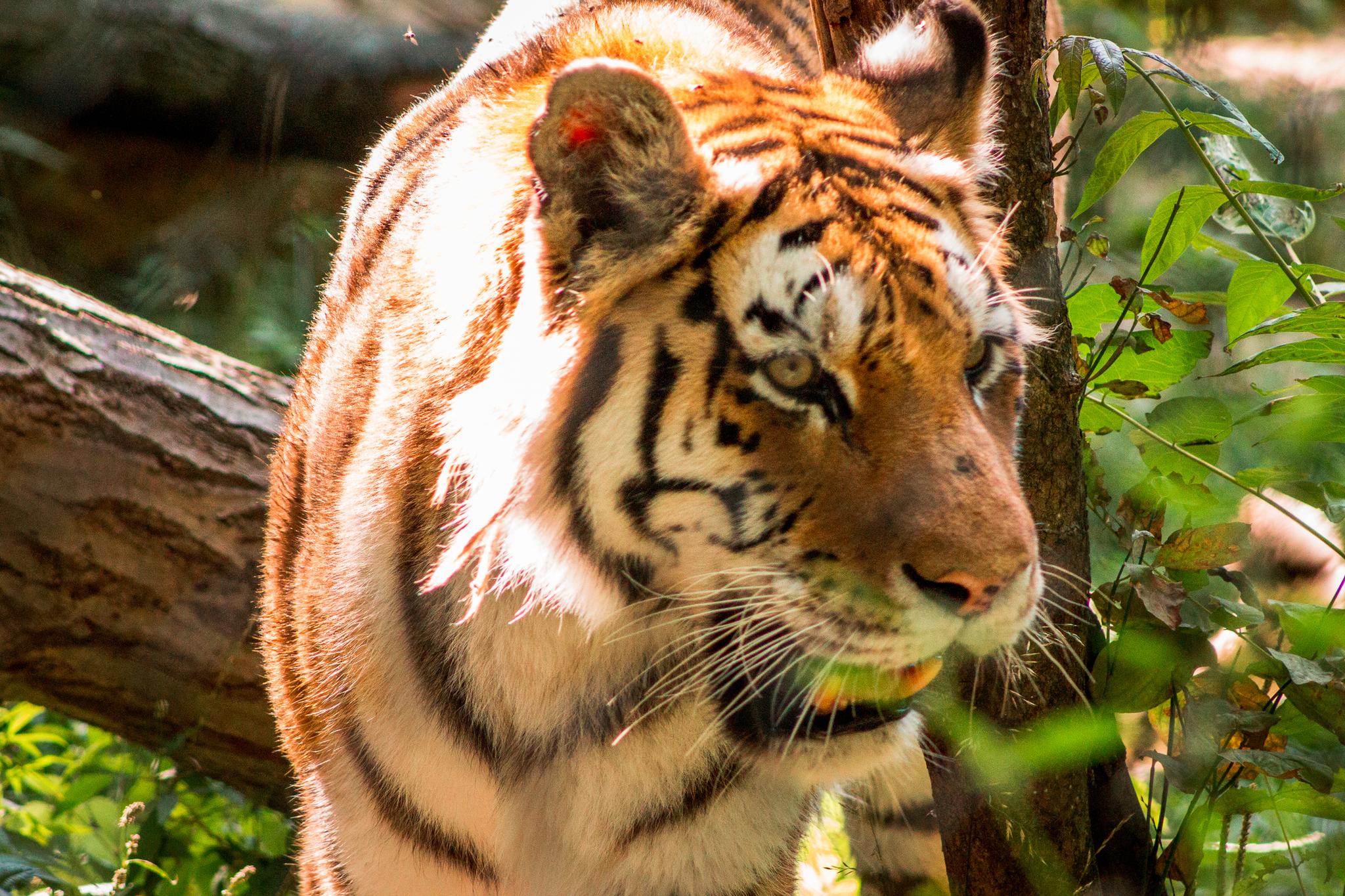 Michigan Bucket List: Zoos to Visit