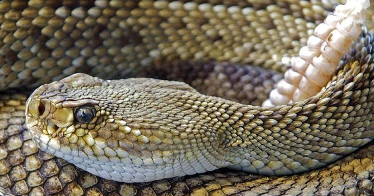 How to avoid snakebites: a doctor’s tips to stay safe | GOES