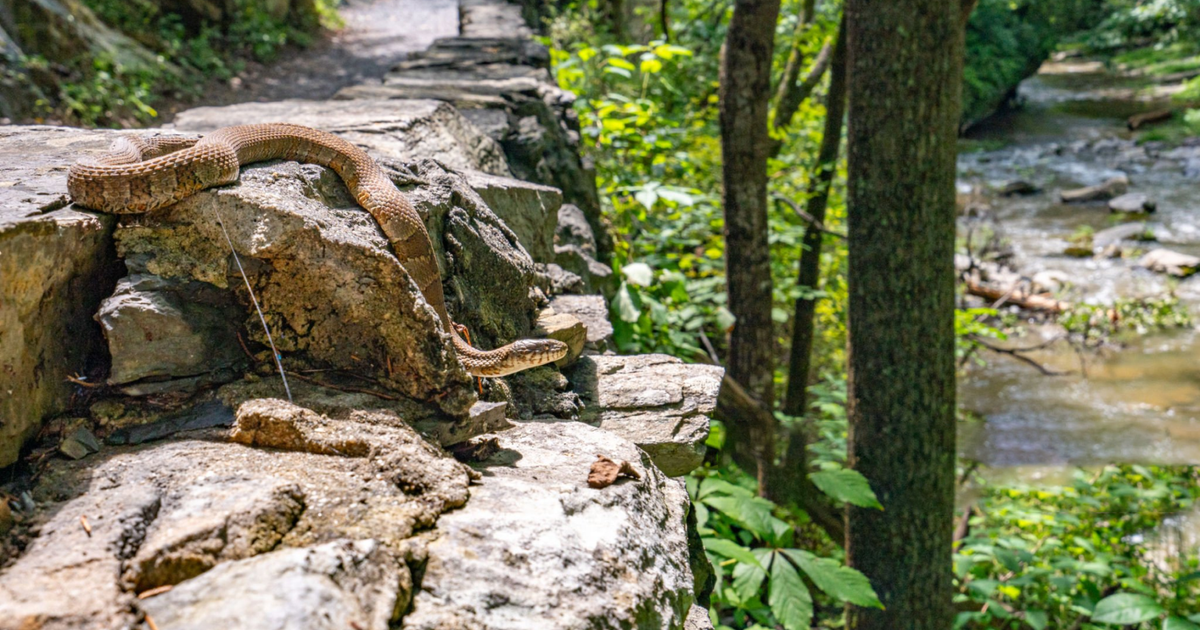 Wildlife safety: Preparing for encounters with bears, snakes, and more ...