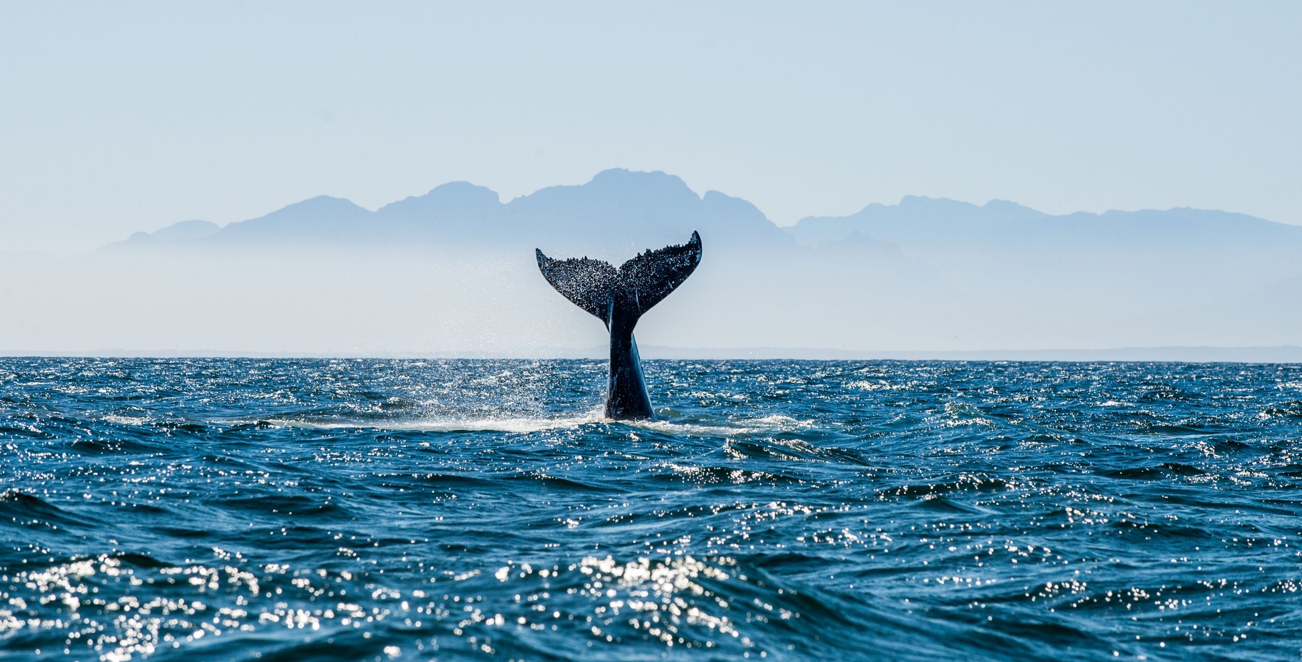 Whale Alert: $27M From 2016 Bitfinex Hack Is on the Move