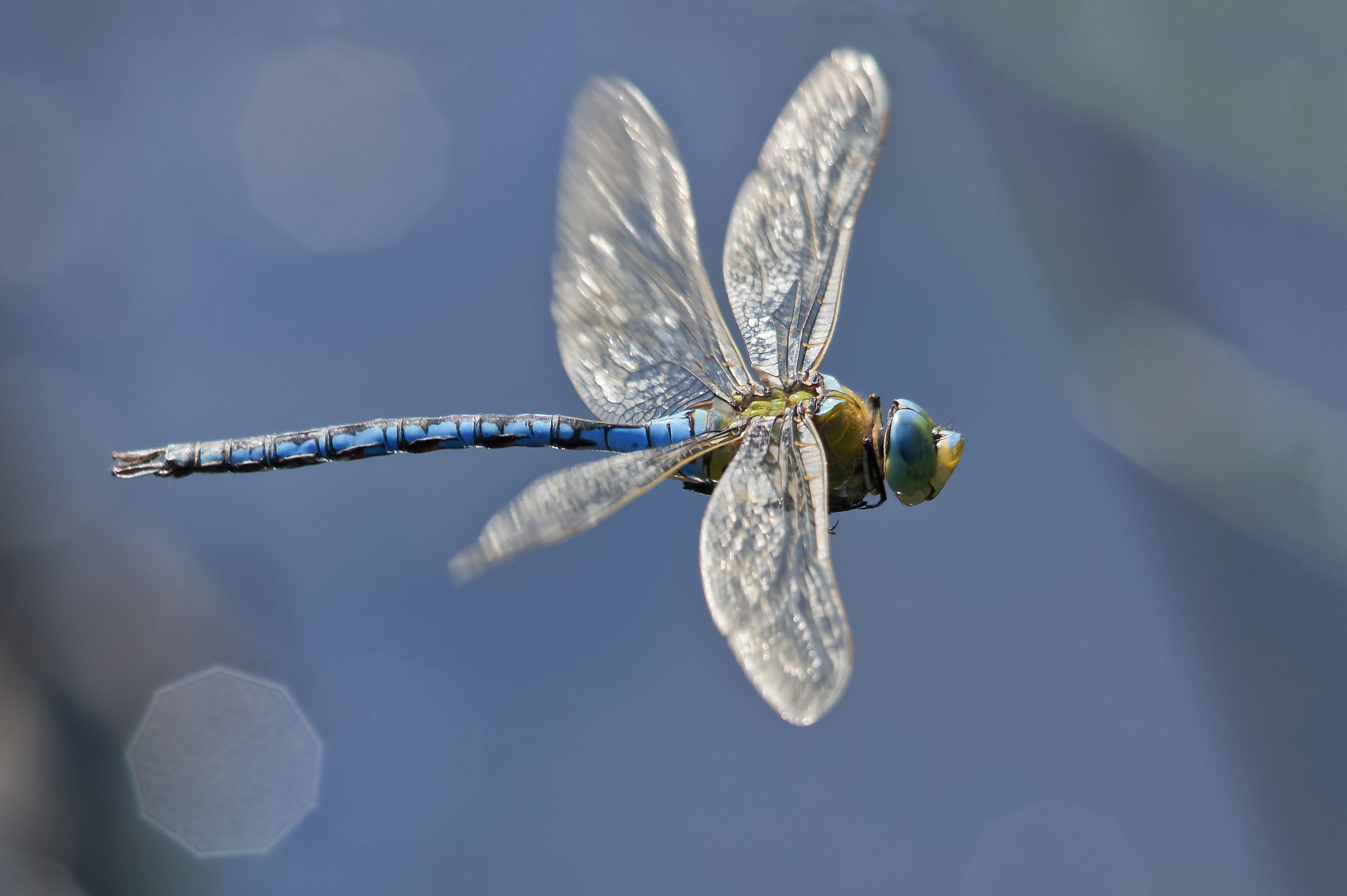 Dragonfly Capital Raises $650M for Third Crypto Fund