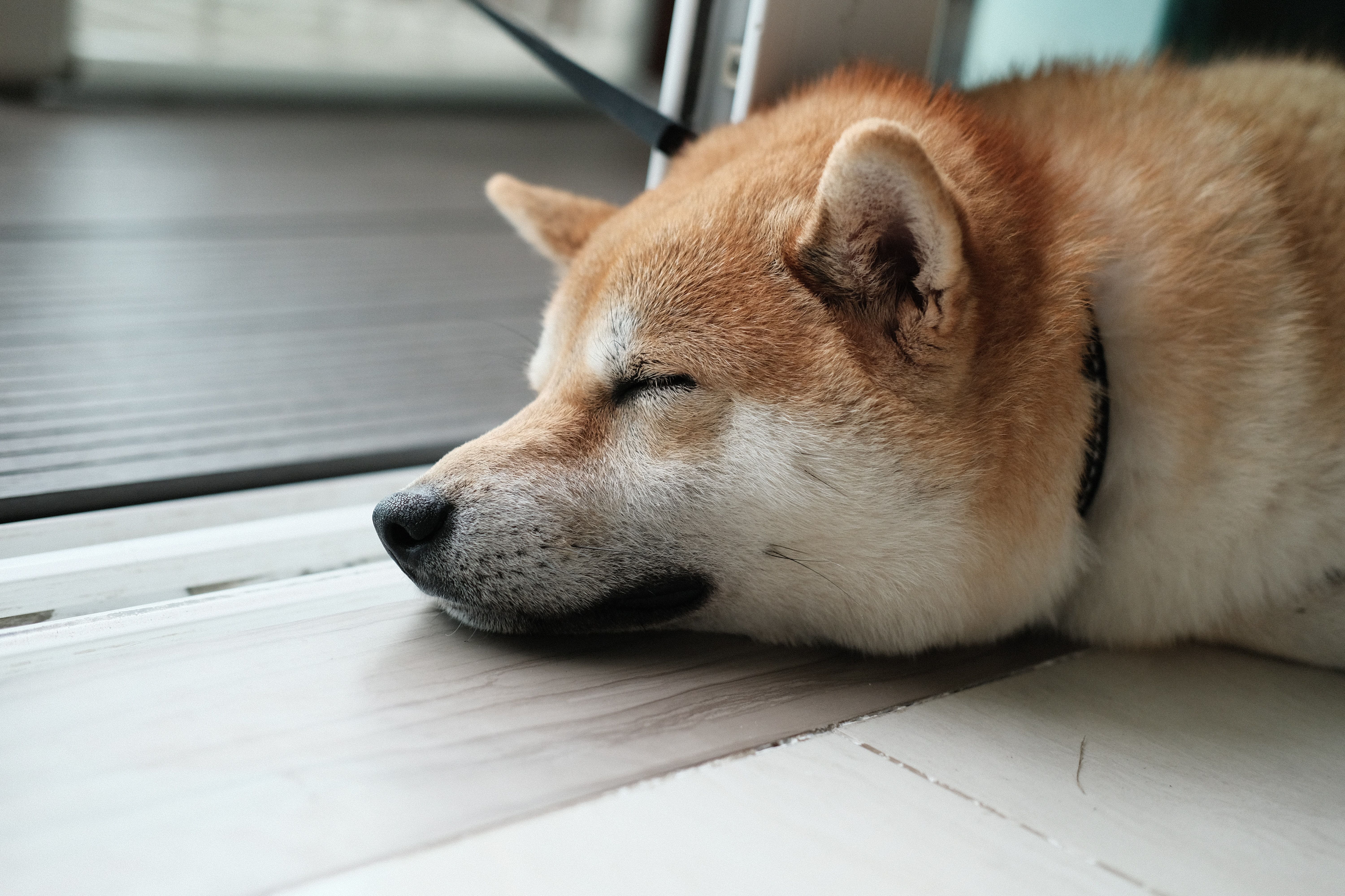 Binance Rebuilding DOGE Wallet to Deal With User Account Freeze