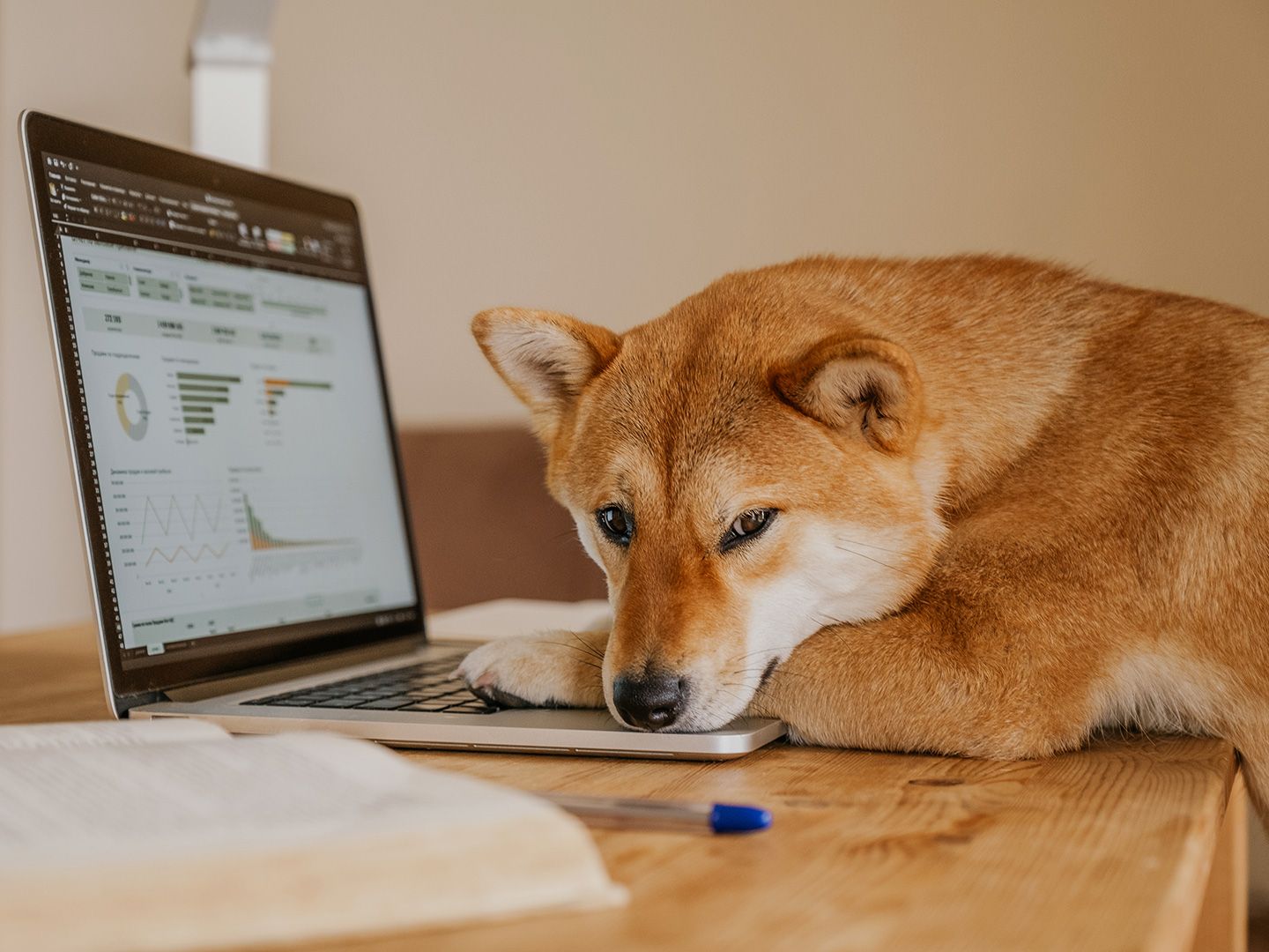 DOGE, Floki Soaring After Musk Tweets Photo of His Dog in Twitter CEO Chair