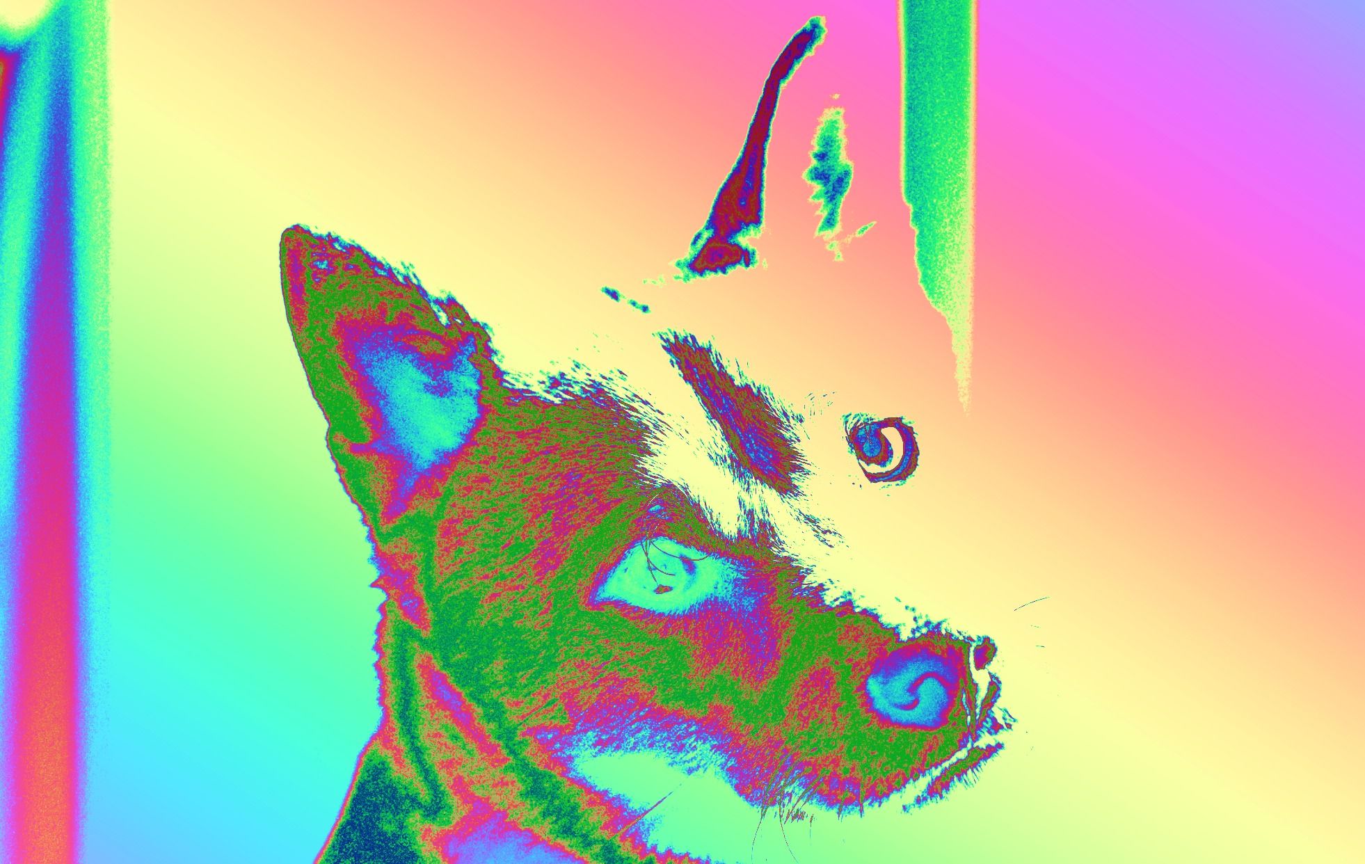 Blockchain Bites: DOGE Chases After GameStop, Guggenheim Doubts $30K ...