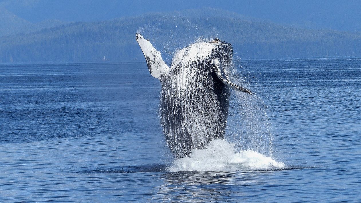 Humpy the Whale custou à FTX e à Alameda US$ 1 bilhão em perdas, alega ...