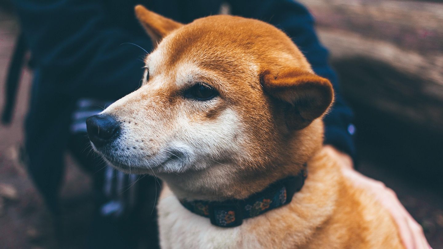Dogecoin's 9% Swing Amid Fake Rumor of Mascot's Death Riles Up Crypto ...