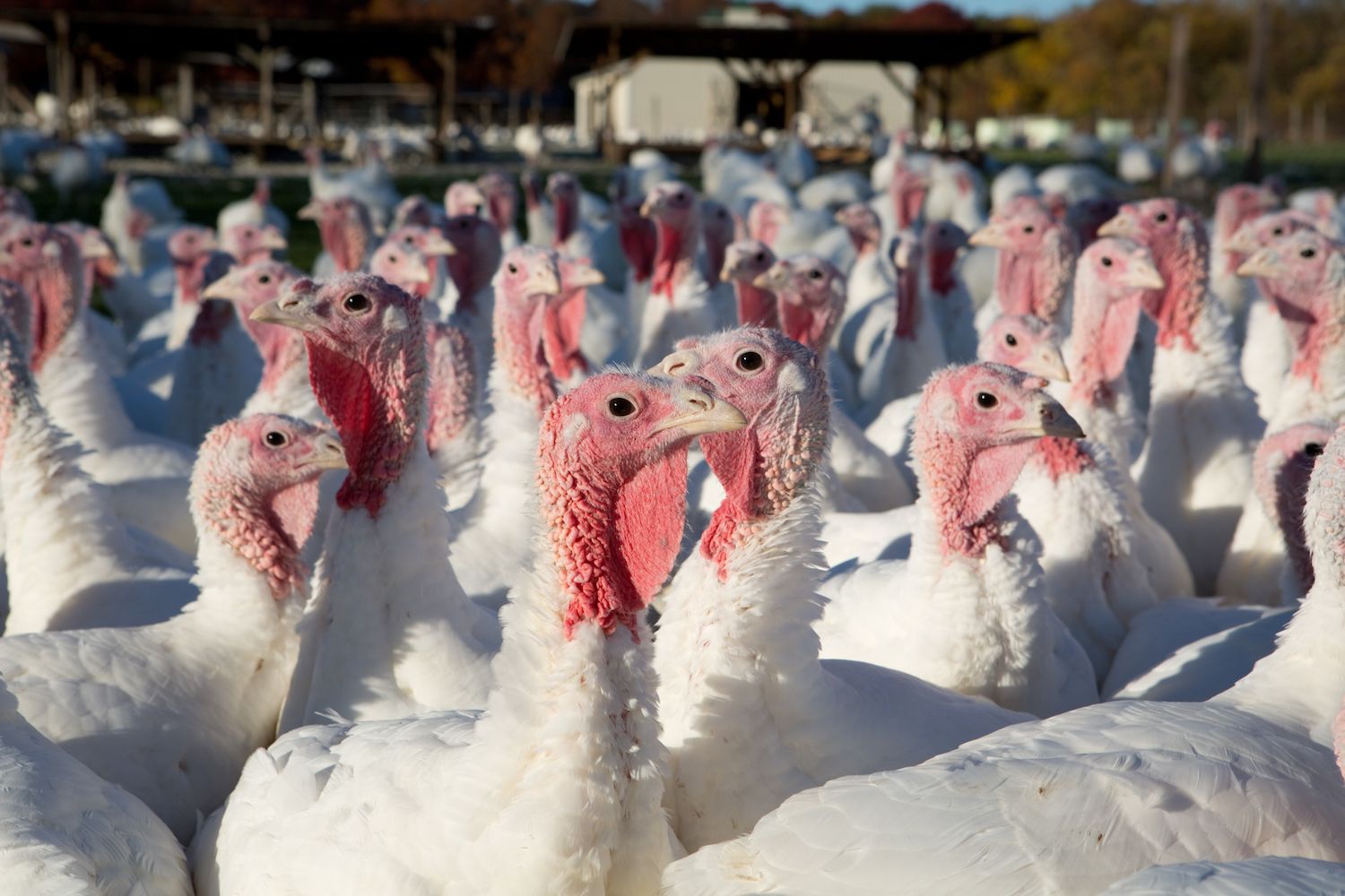 Turkeycoin? Food Giant Cargill Launches Blockchain Tracking Pilot
