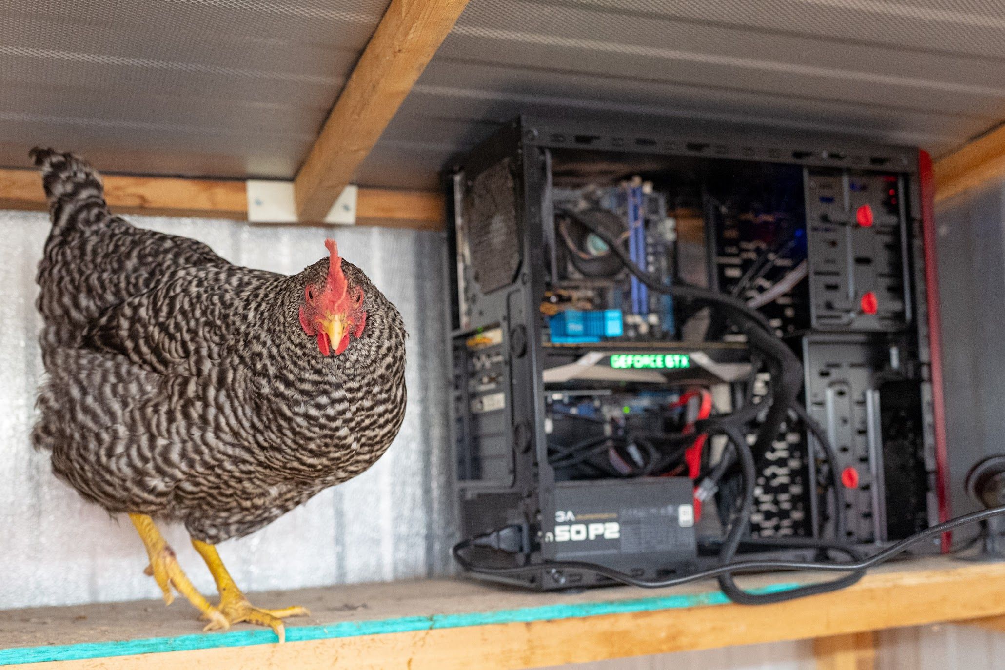 Mining Bitcoin for Heat, Strawberries and Chickens