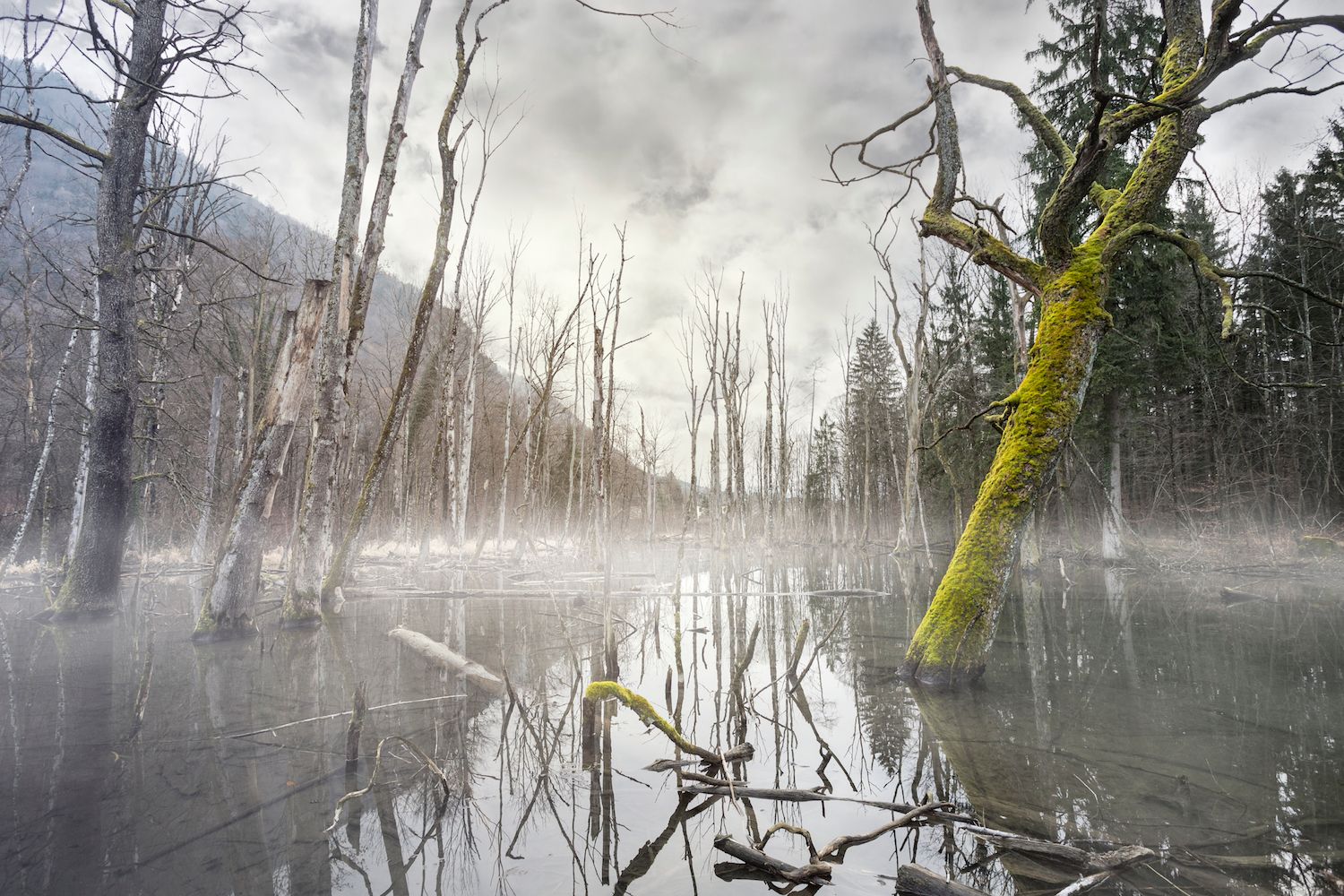 The King of Swamp Castle