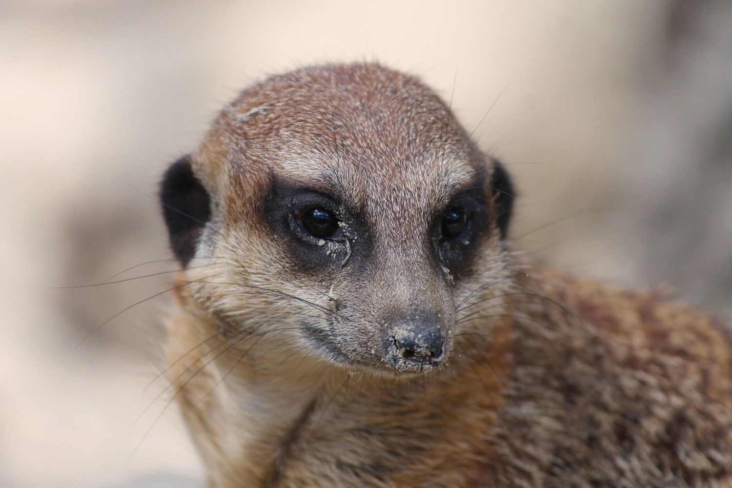 DeFi Project Meerkat Raises Eyebrows With Claimed $31M Hack a Day After ...