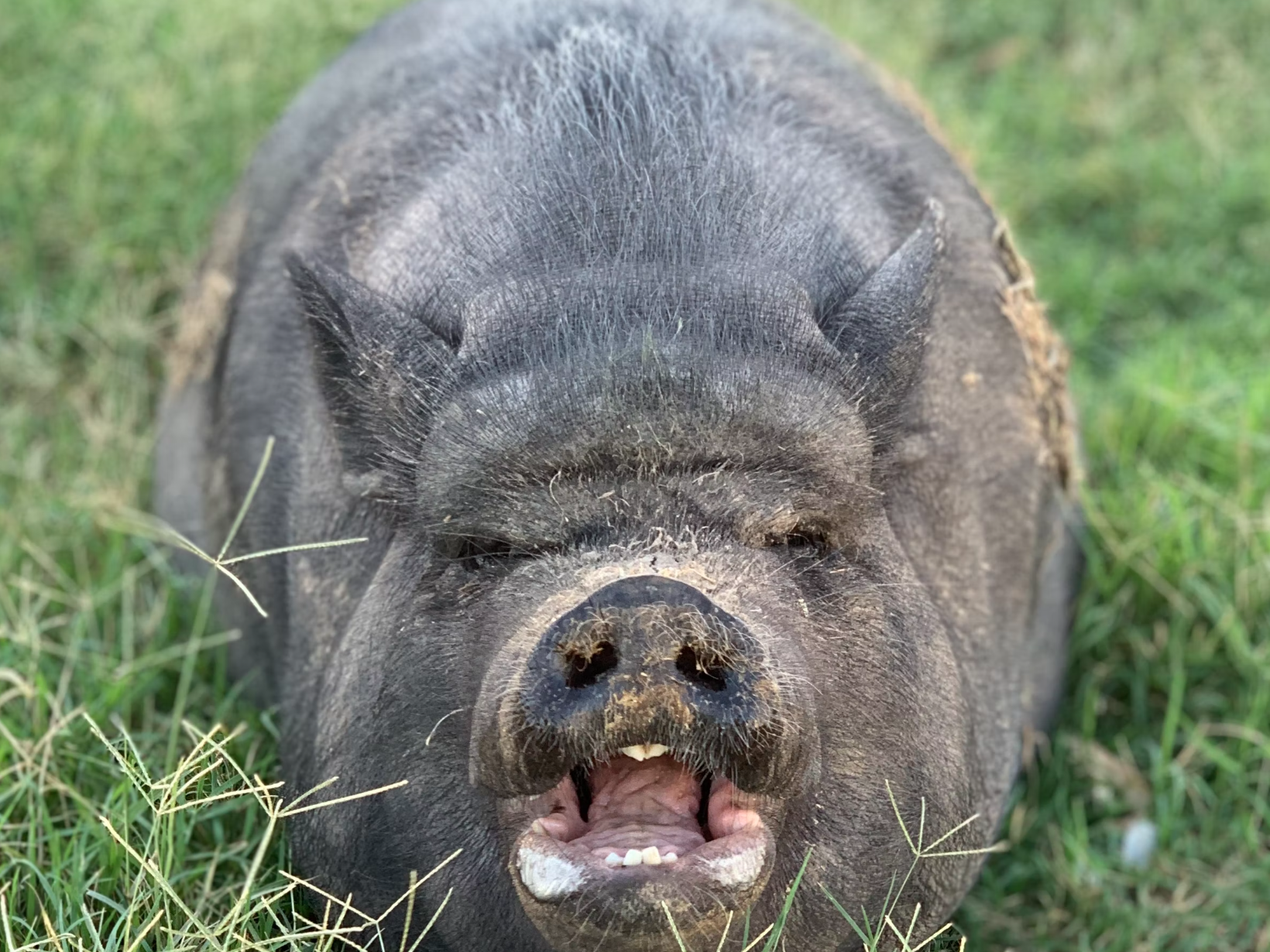 Crypto Carbon Credits: Slapping Lipstick on a Pig