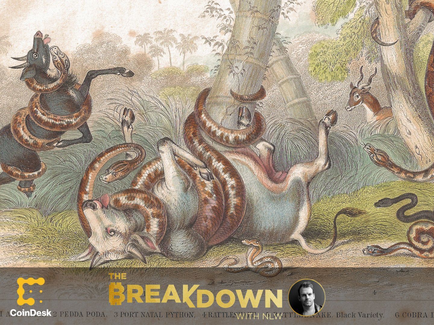 Python Politics Part 1: The US Government's Slow Squeeze on Crypto via ...