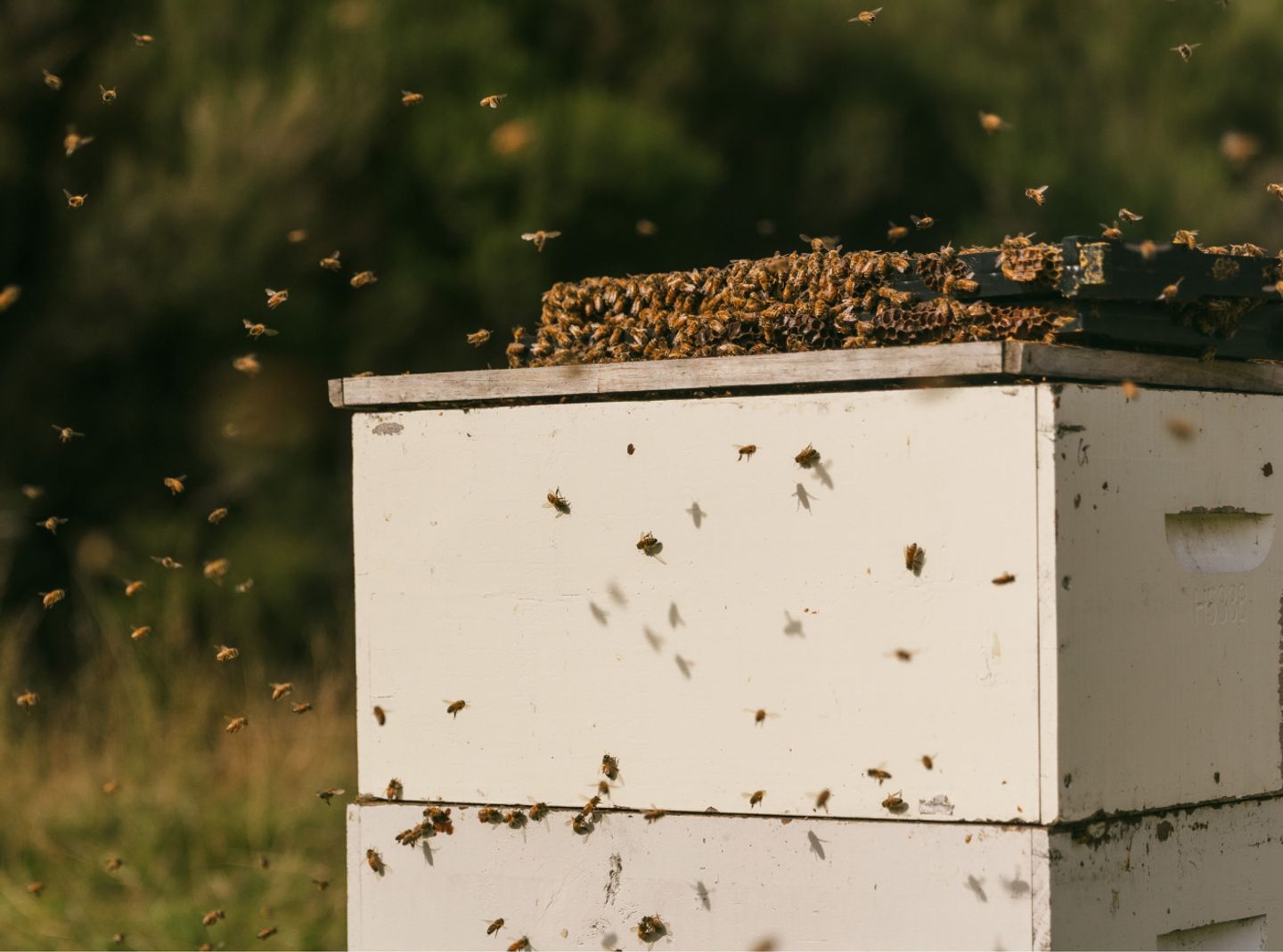 Why Is Sustainable Beekeeping So Important? | Antipodes Skincare