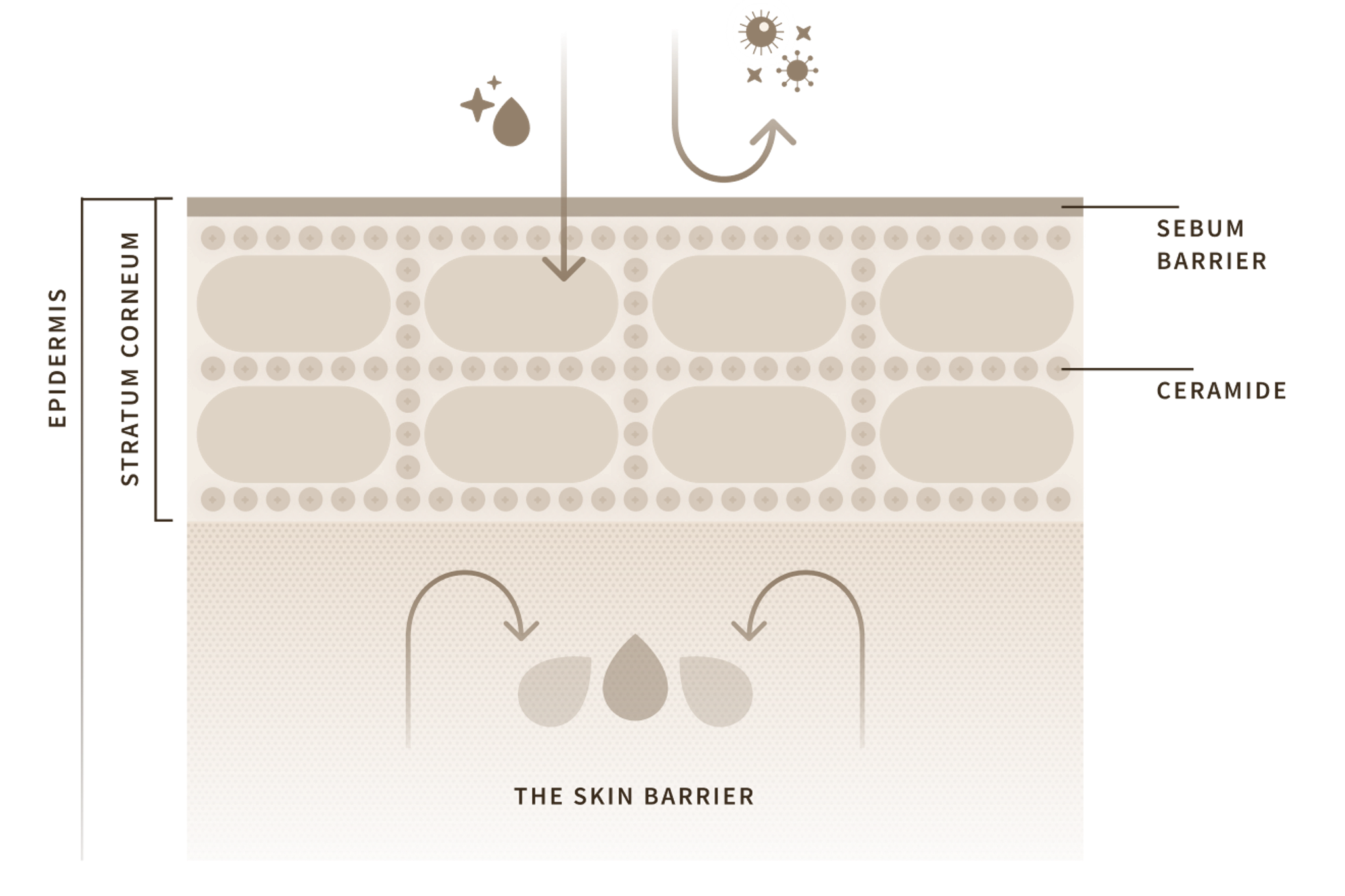 Repair your skin barrier with ceramides