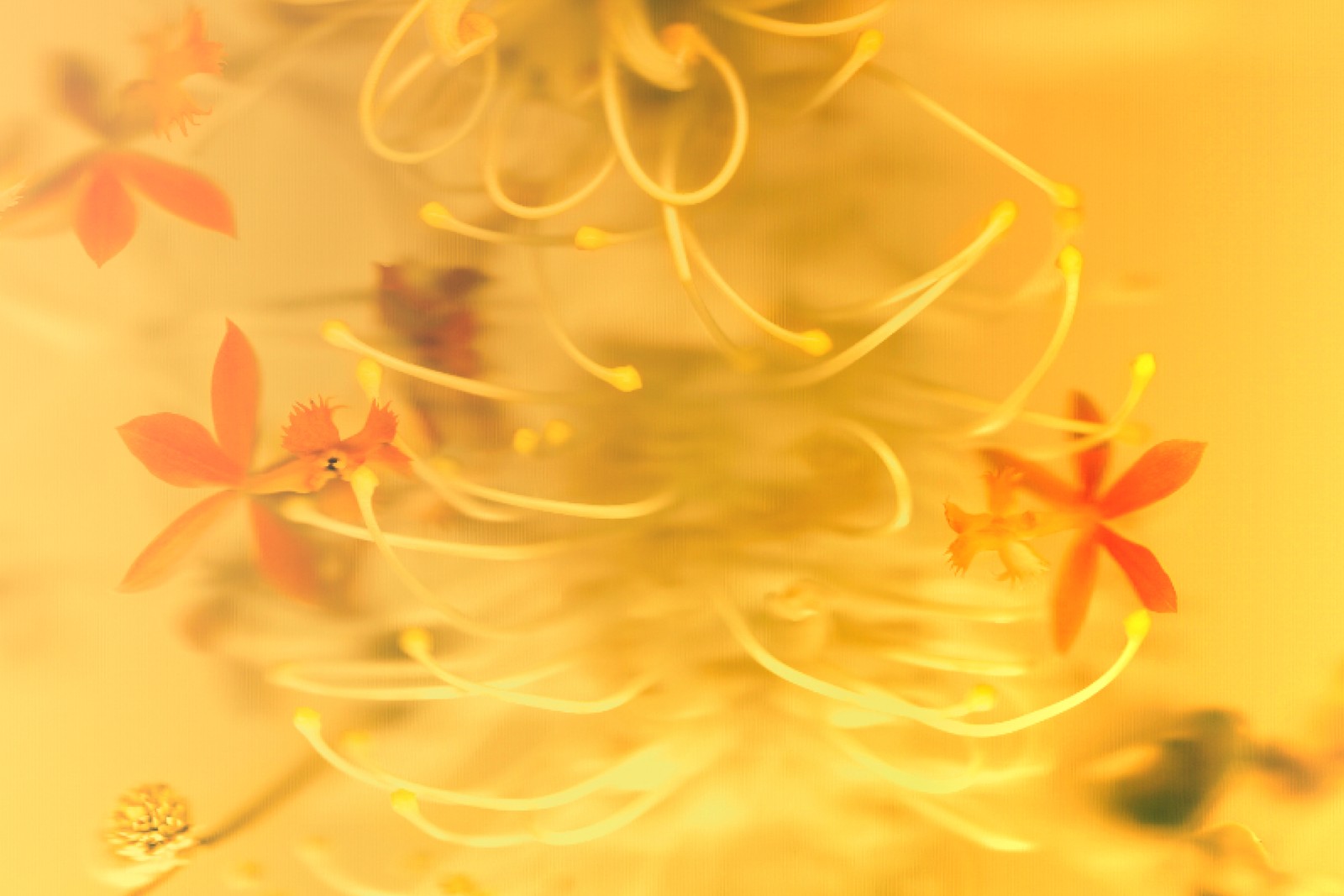 Mineral SPF 50 Sunscreen for the Face | Antipodes