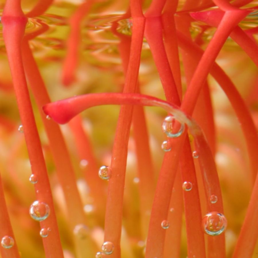 Anoint H2O De-Puffing Eye Gel 30ml | Antipodes