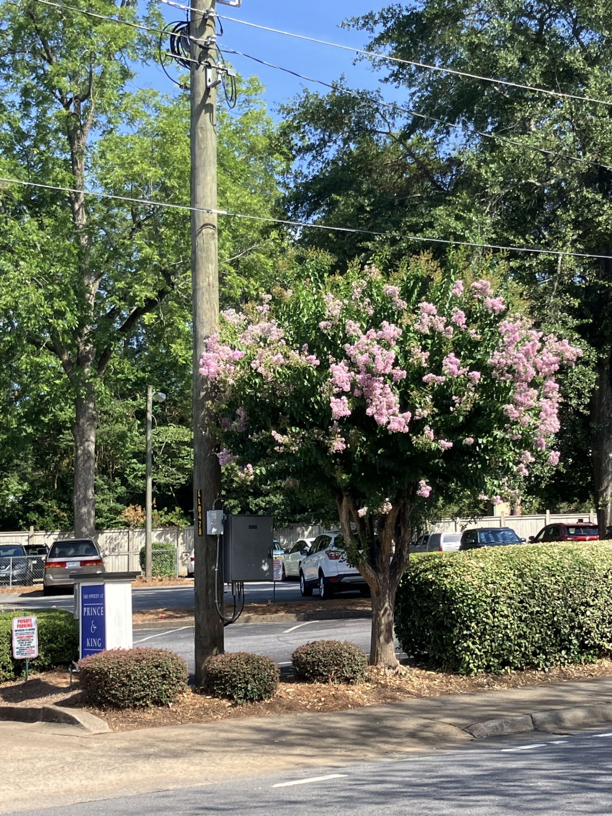 Small Town Dispatches: Shamala Gallagher | Shenandoah