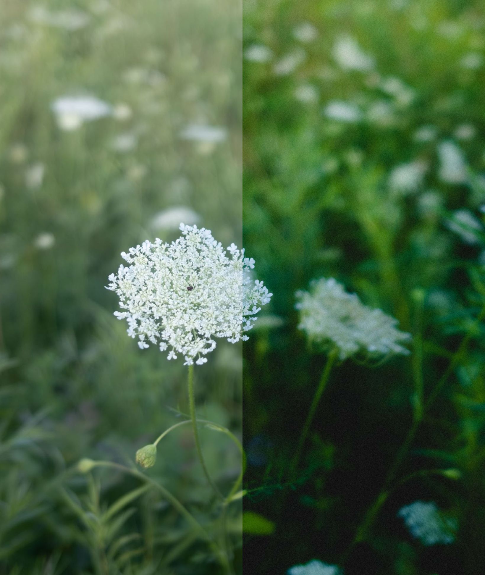 Casey Cavanaugh - [Gx]Ace Sodium Vaporwave | Moment