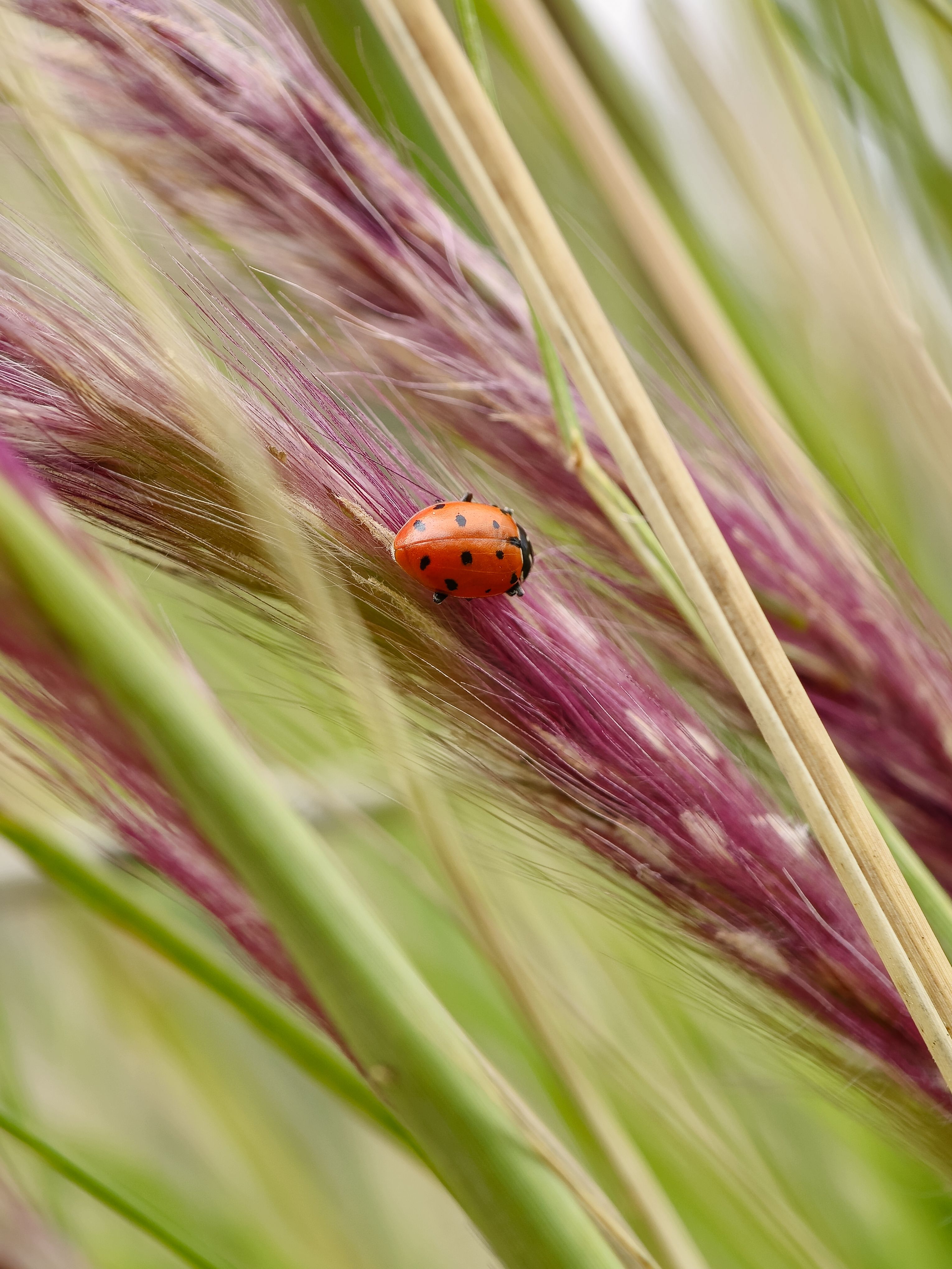 Macro 75mm Mobile Lens - Moment | Moment