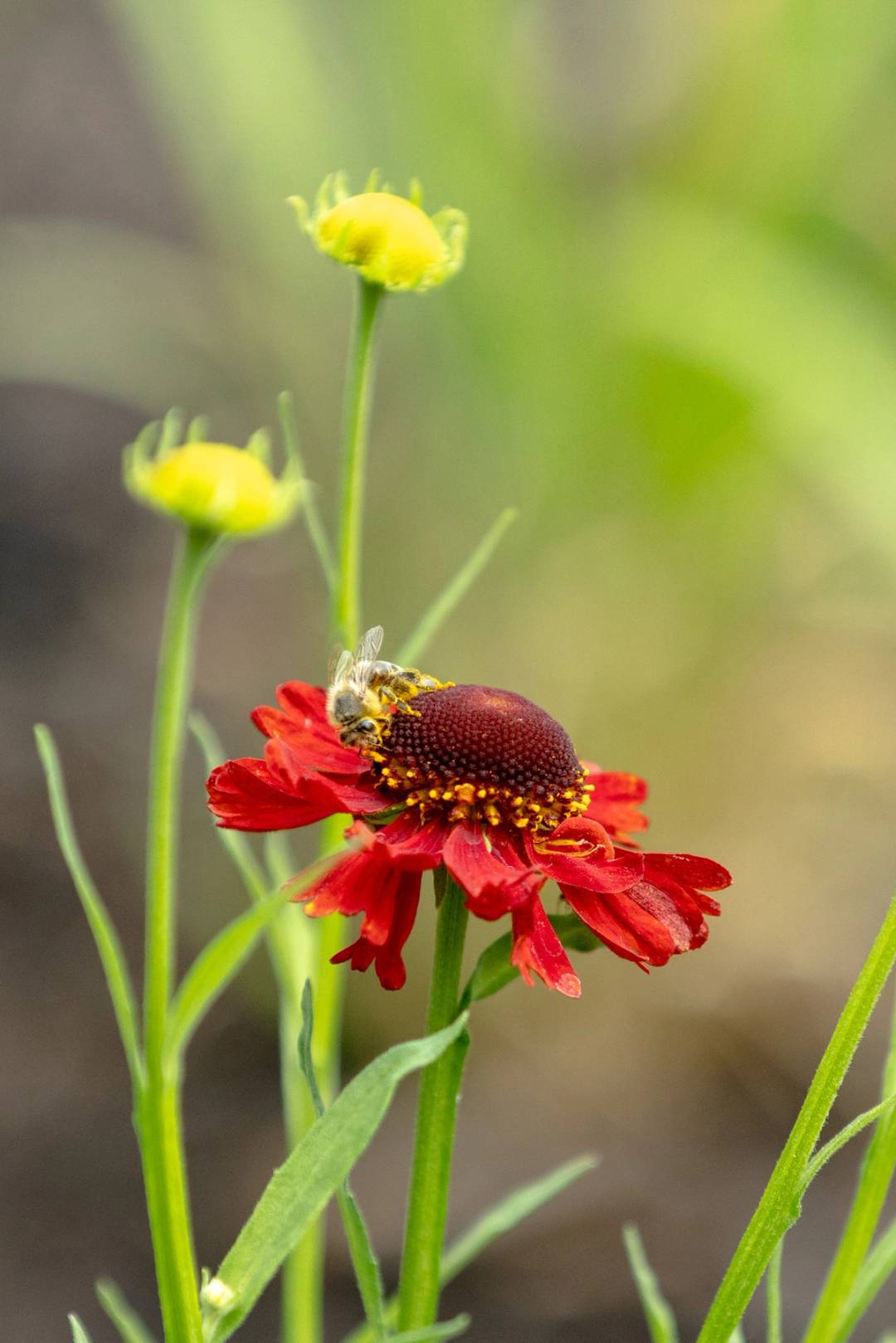 Pollinator Pathmaker | LAS Art Foundation