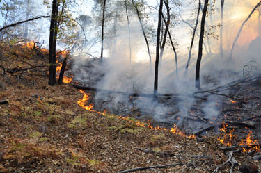 Wildfire Types and Their Risk to You and Your Home / ClimateCheck