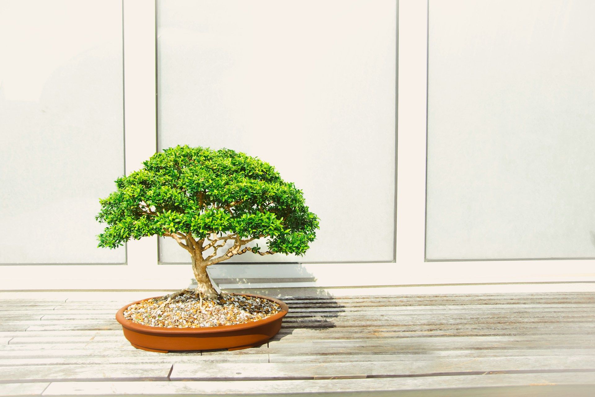 Soorten bonsai bomen voor in huis die perfect zijn voor beginners ...
