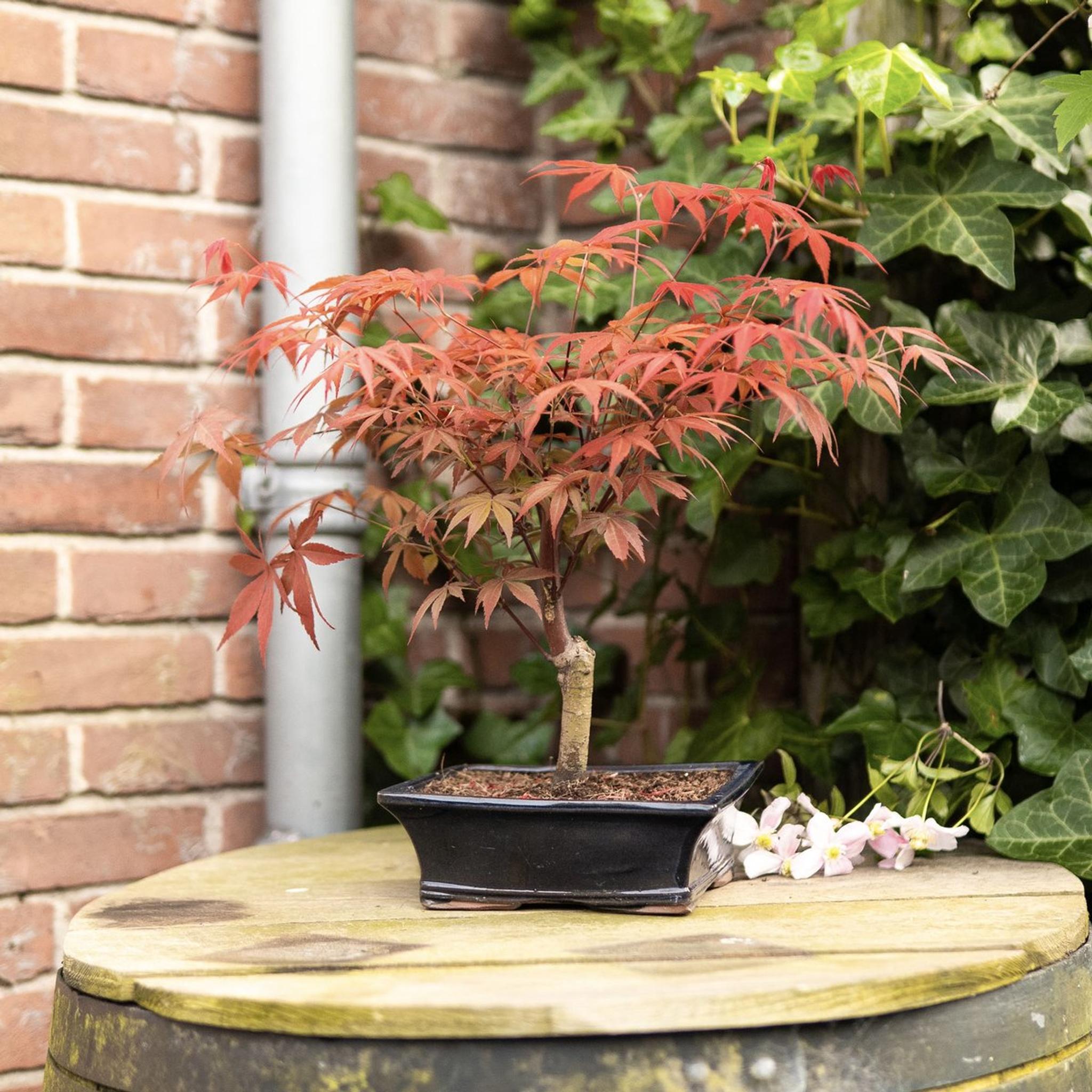Soorten bonsai bomen voor in huis die perfect zijn voor beginners ...