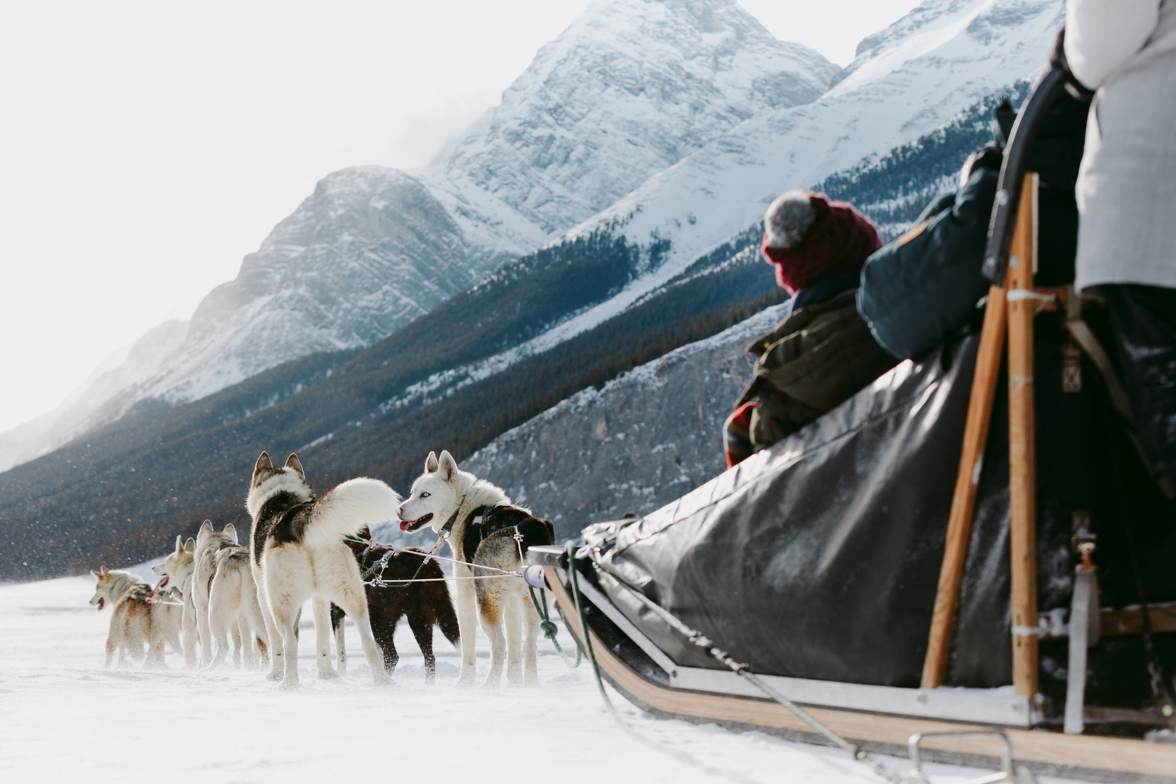 Dog Sledding | Canada's Alberta