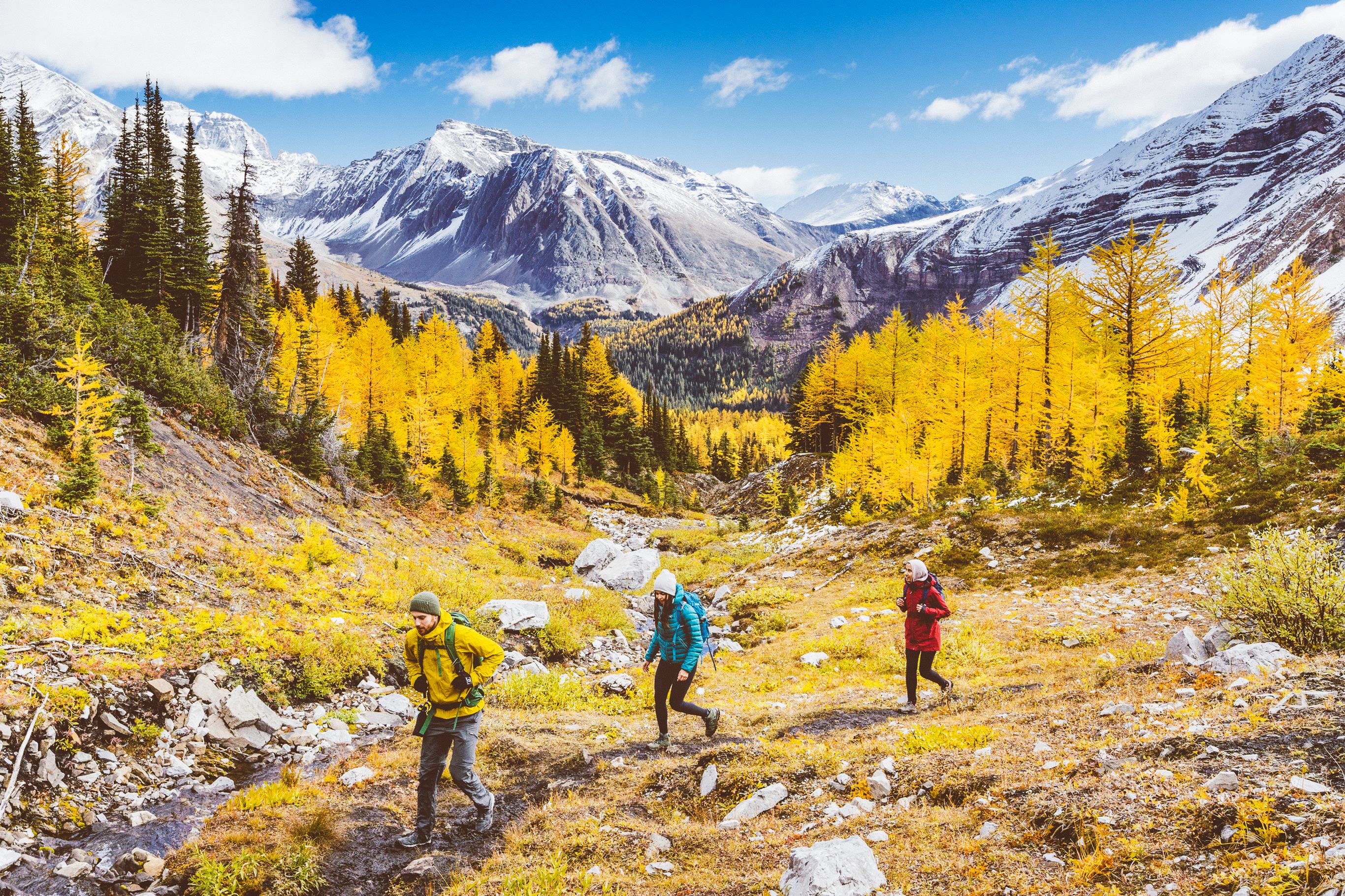 Where to Find Golden Larch Trees in the Canadian Rockies | Canada's Alberta