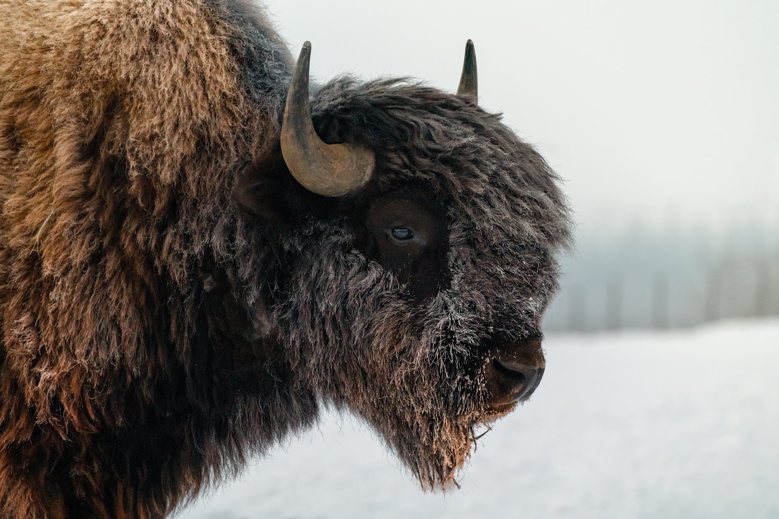 From Bison to Bears: Alberta’s Wildest Residents and How to See Them ...
