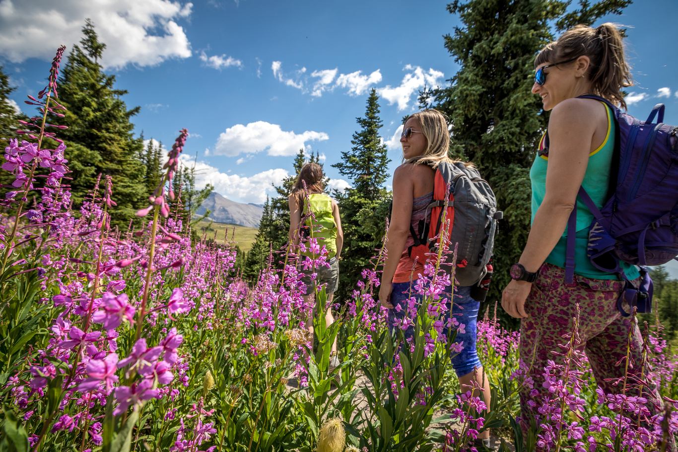 Experience Alberta's Wildflower Season in Full Bloom | Canada's Alberta