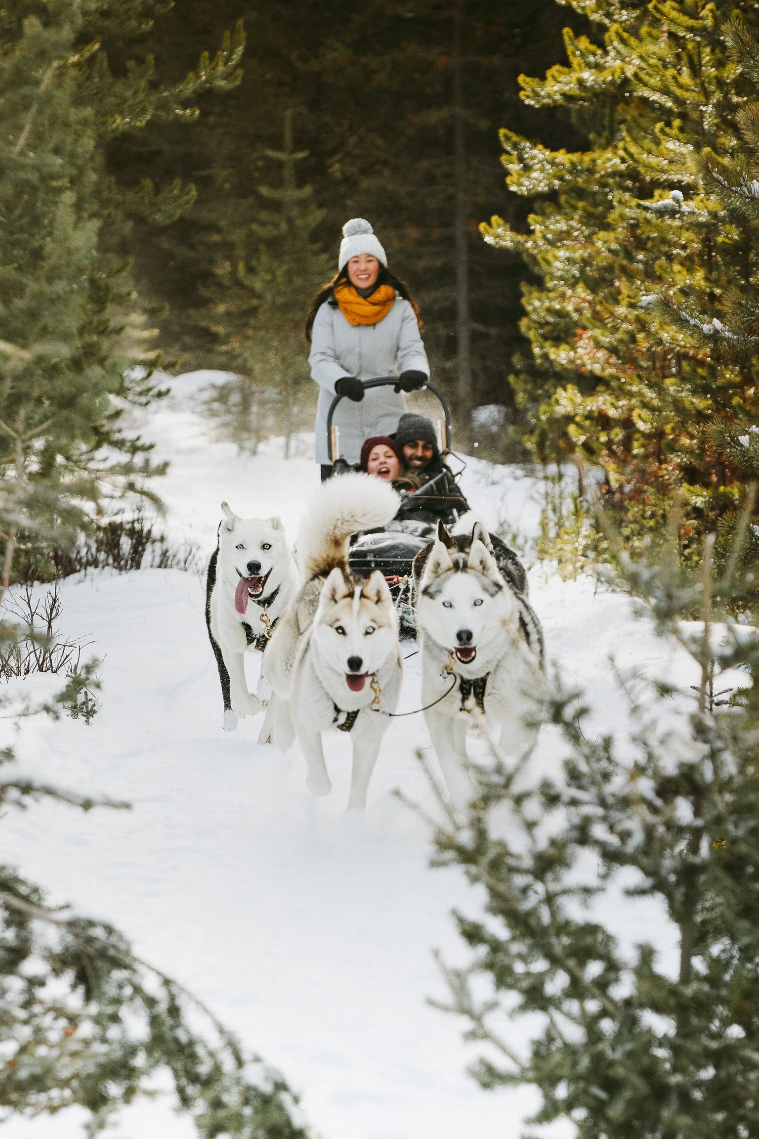 Dog Sledding | Canada's Alberta