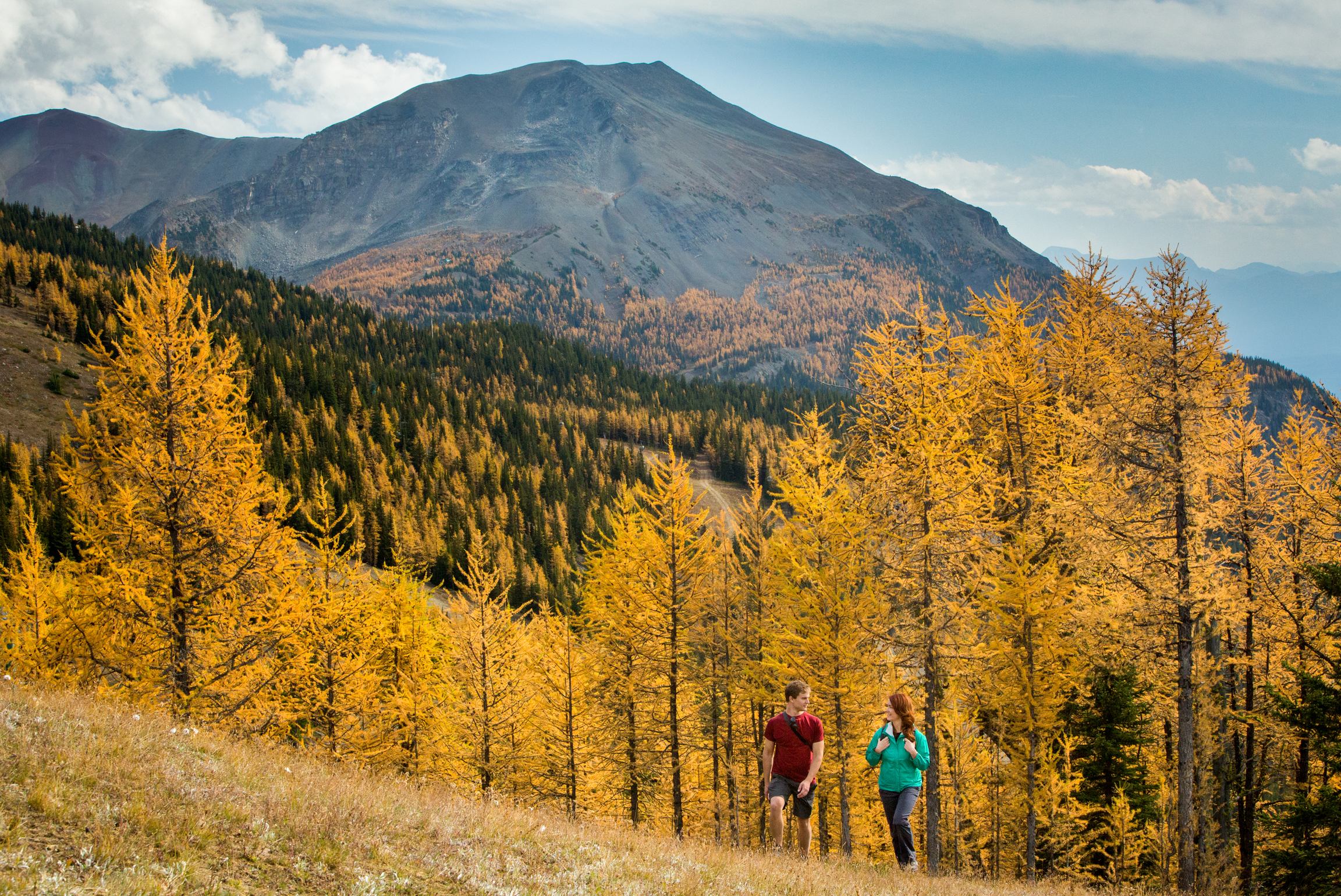 The Ultimate Guide to Experiencing Larch Season in Alberta This Fall ...
