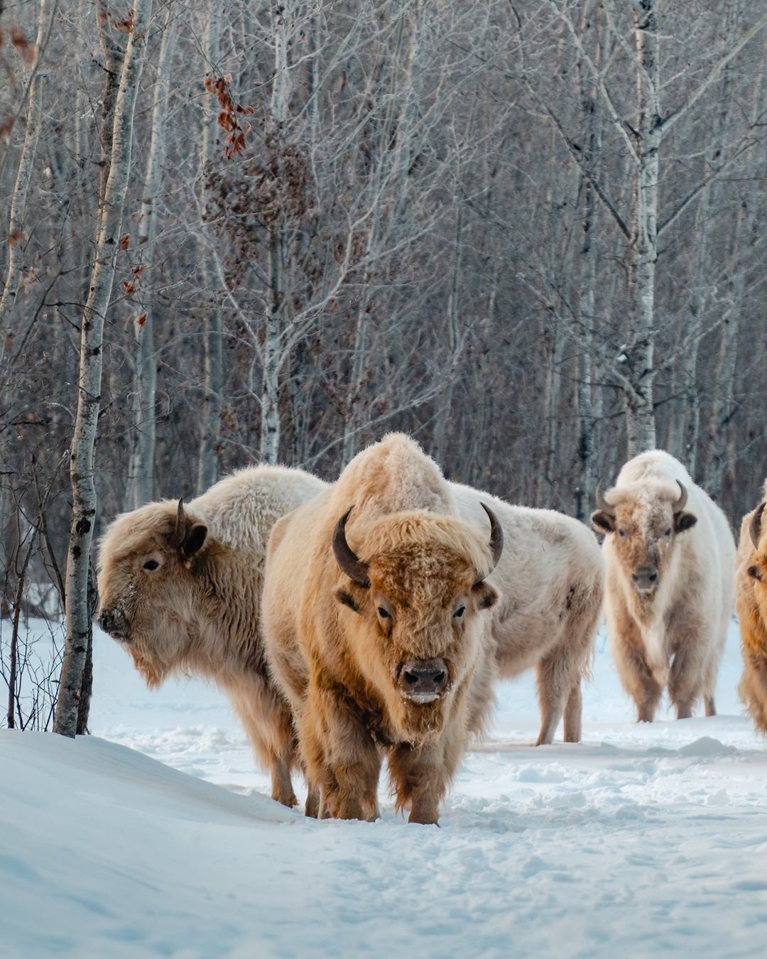 Wildlife Viewing | Canada's Alberta